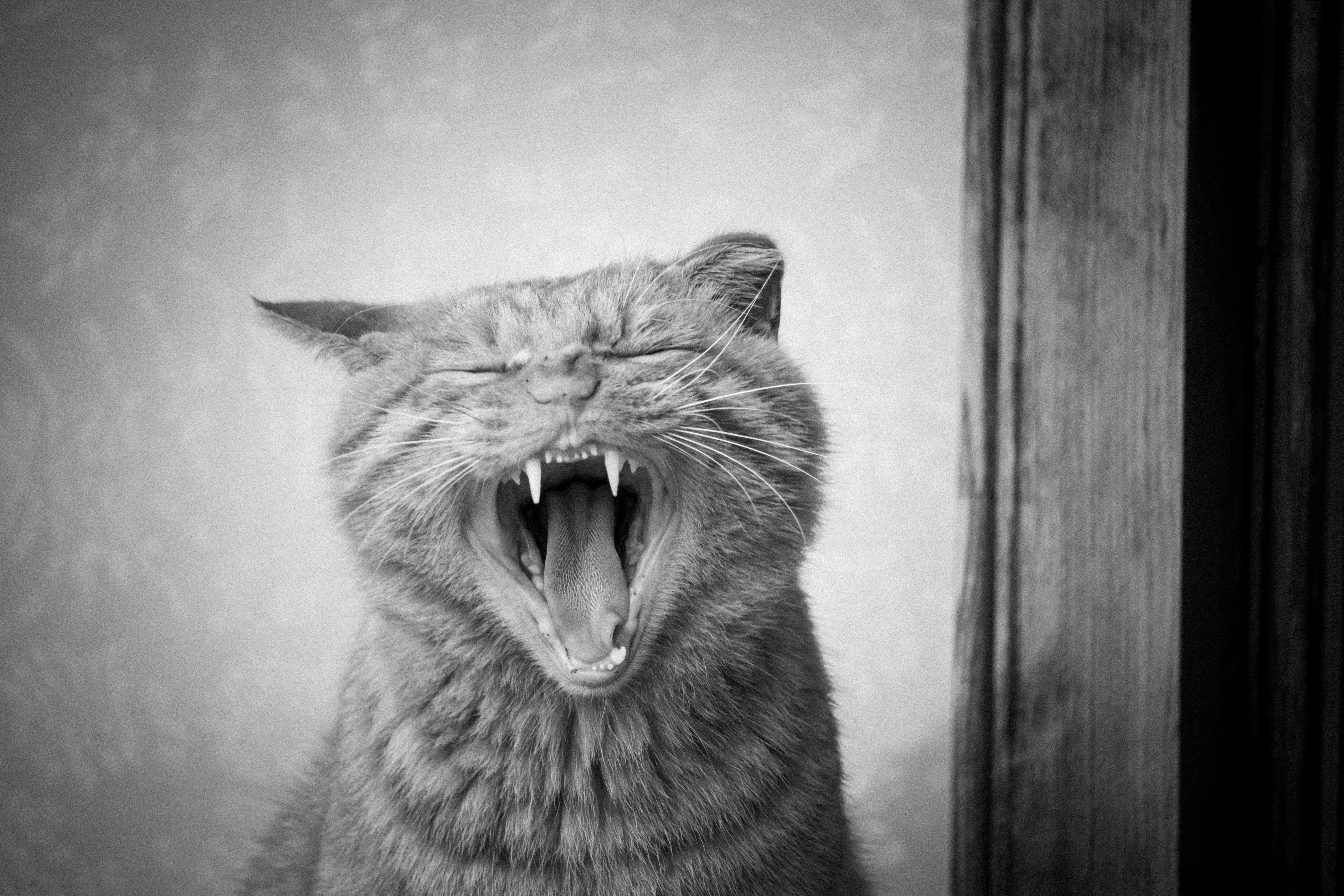 Yawning tabby framed by a doorway in grayscale