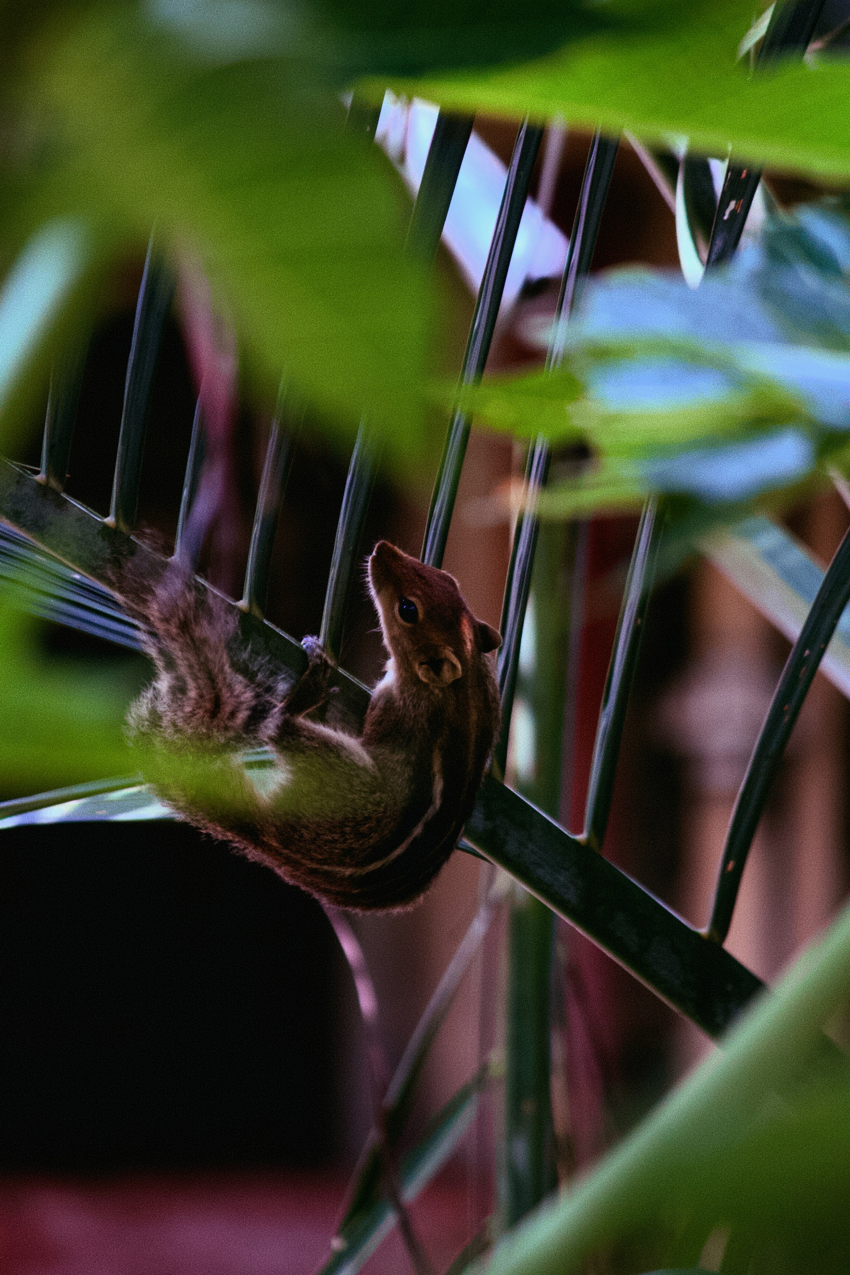 Chipmunk Pause on a Green Railing Framed by Foliage
