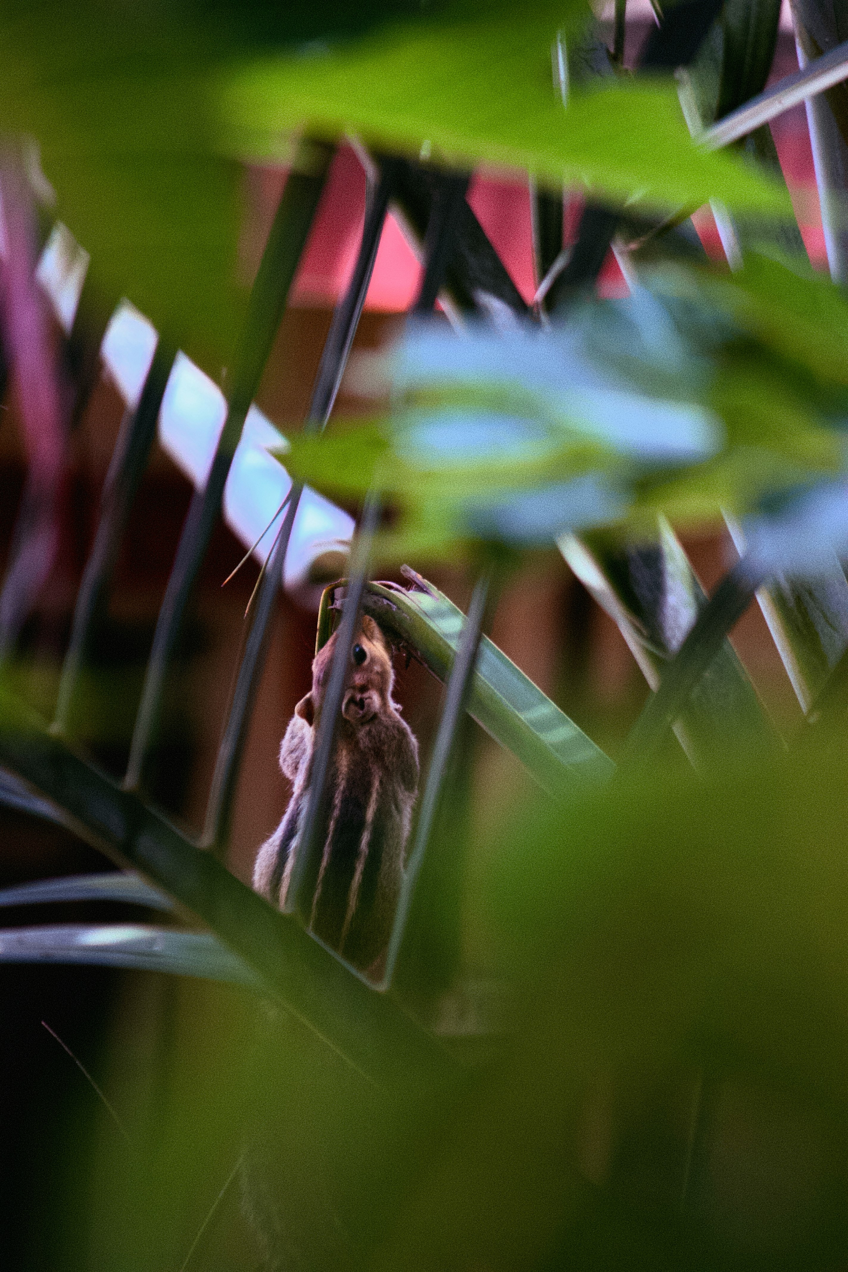 Hidden Monkey in the foliage: peering through the lattice