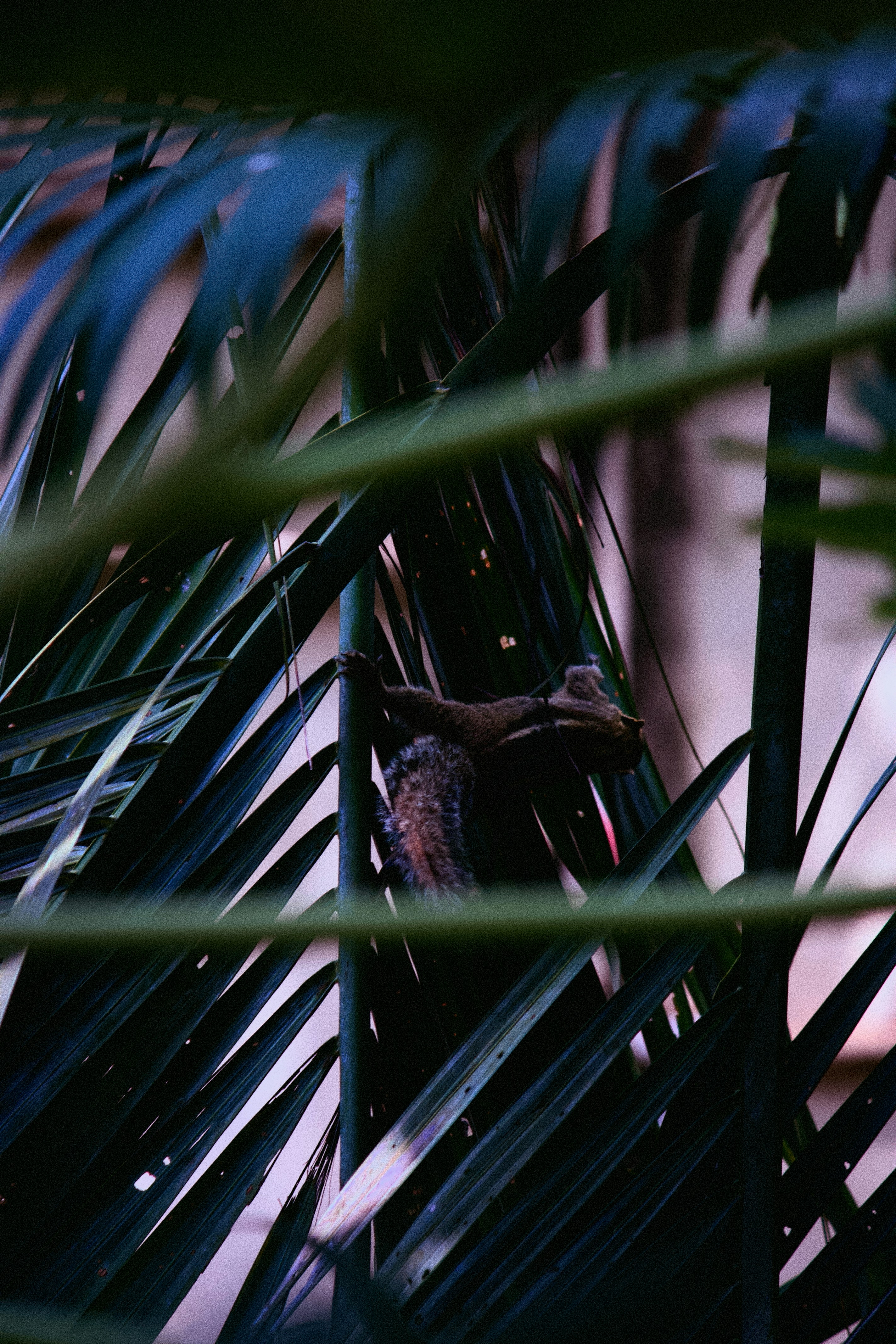 Hidden Squirrel Among Palm Fronds