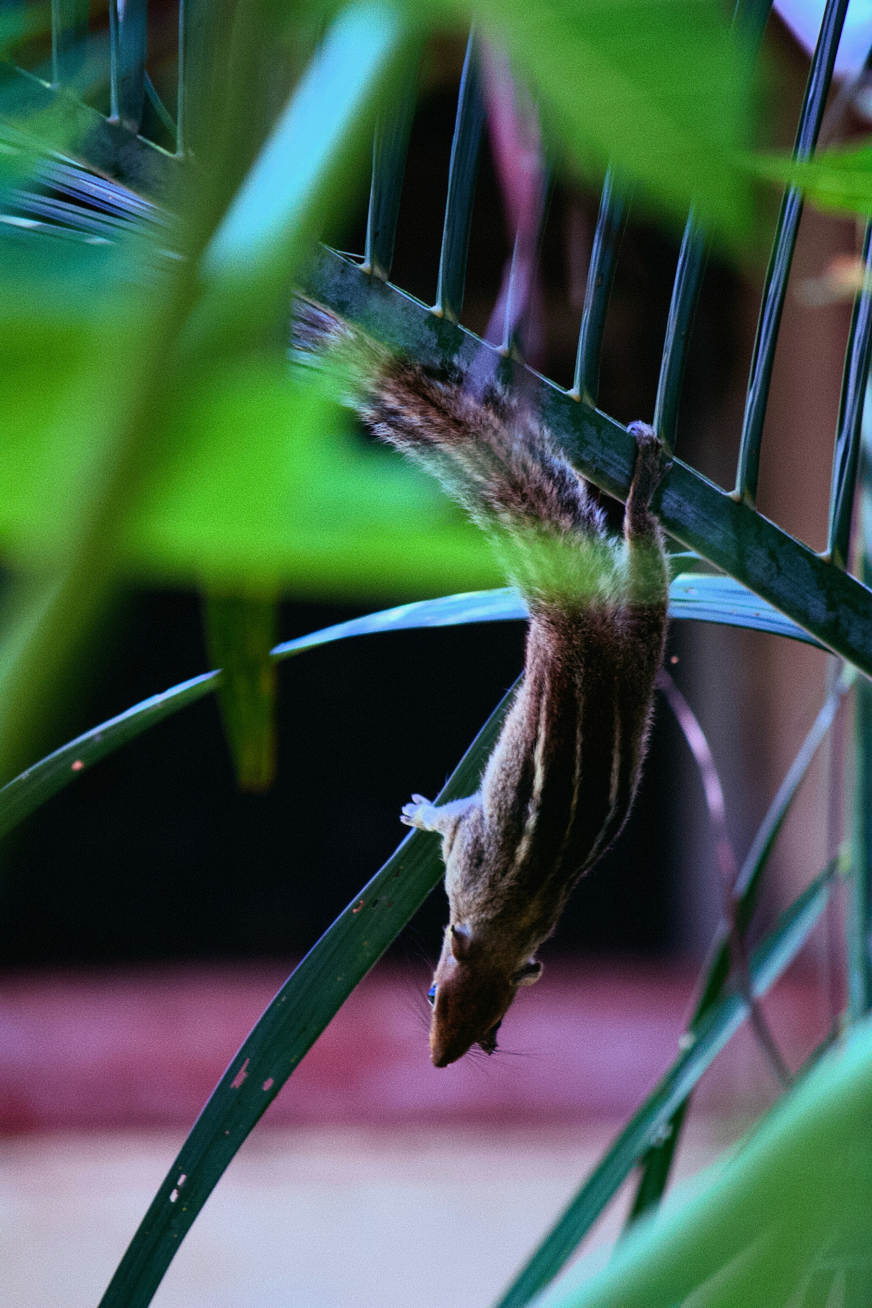 Limb in Transit: A Close-Scaled Study of a Bathed Petal and a Dangling Tail