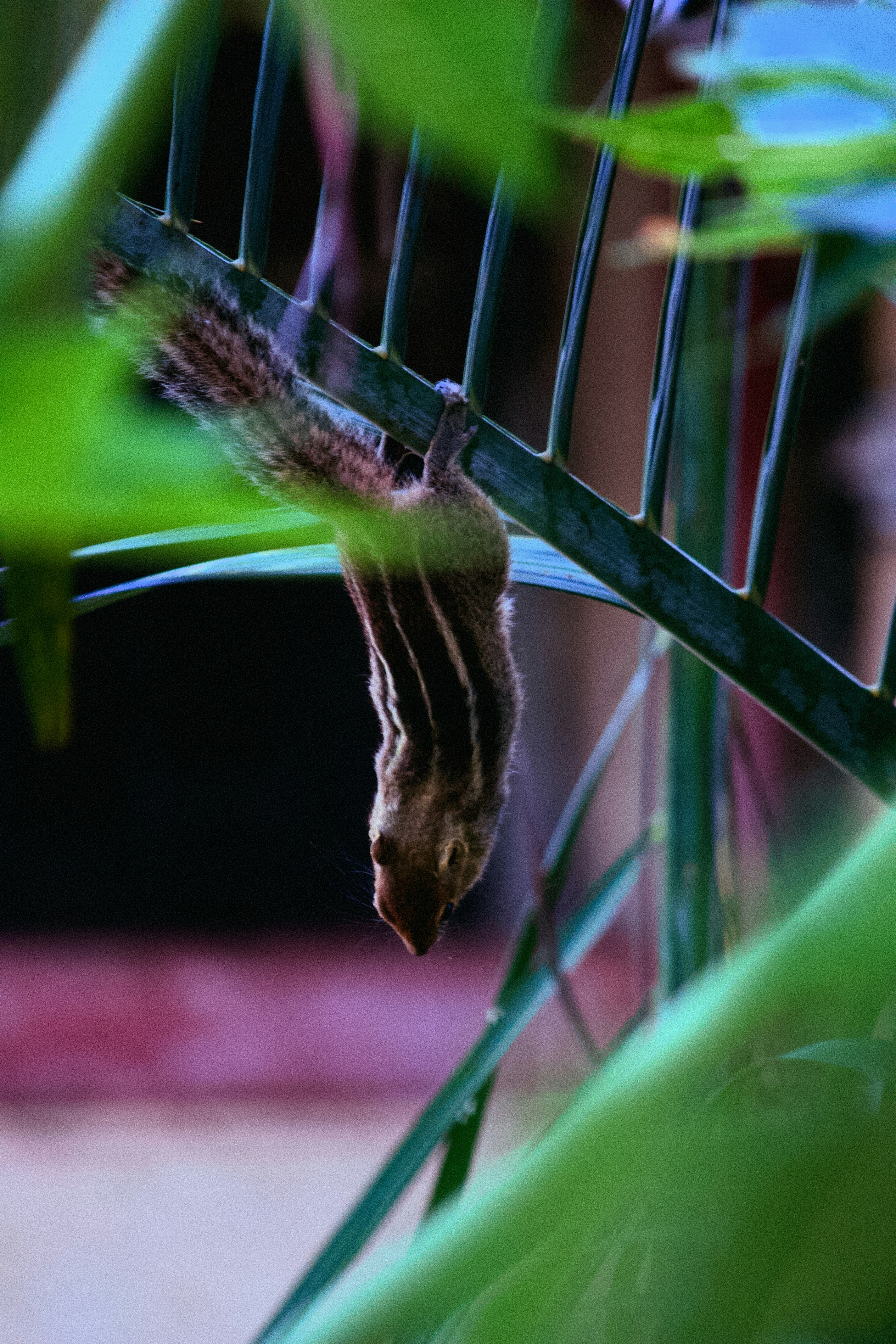Garden Fence Cliffhanger: A Tiny Bat Among Green Fronds