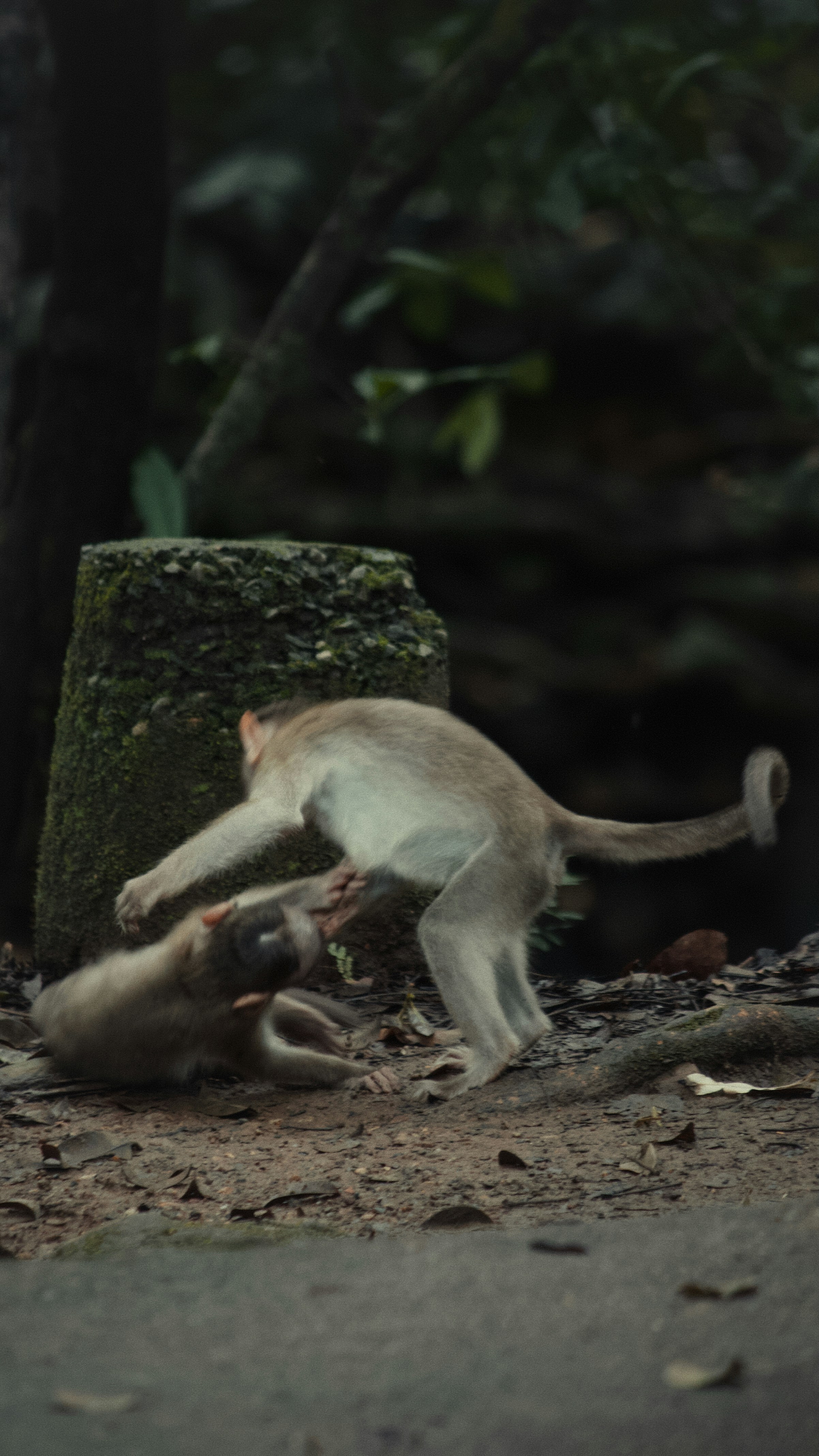 Dos monos jugando entre sí en el suelo foto – Imagen de Animal gratuita ...