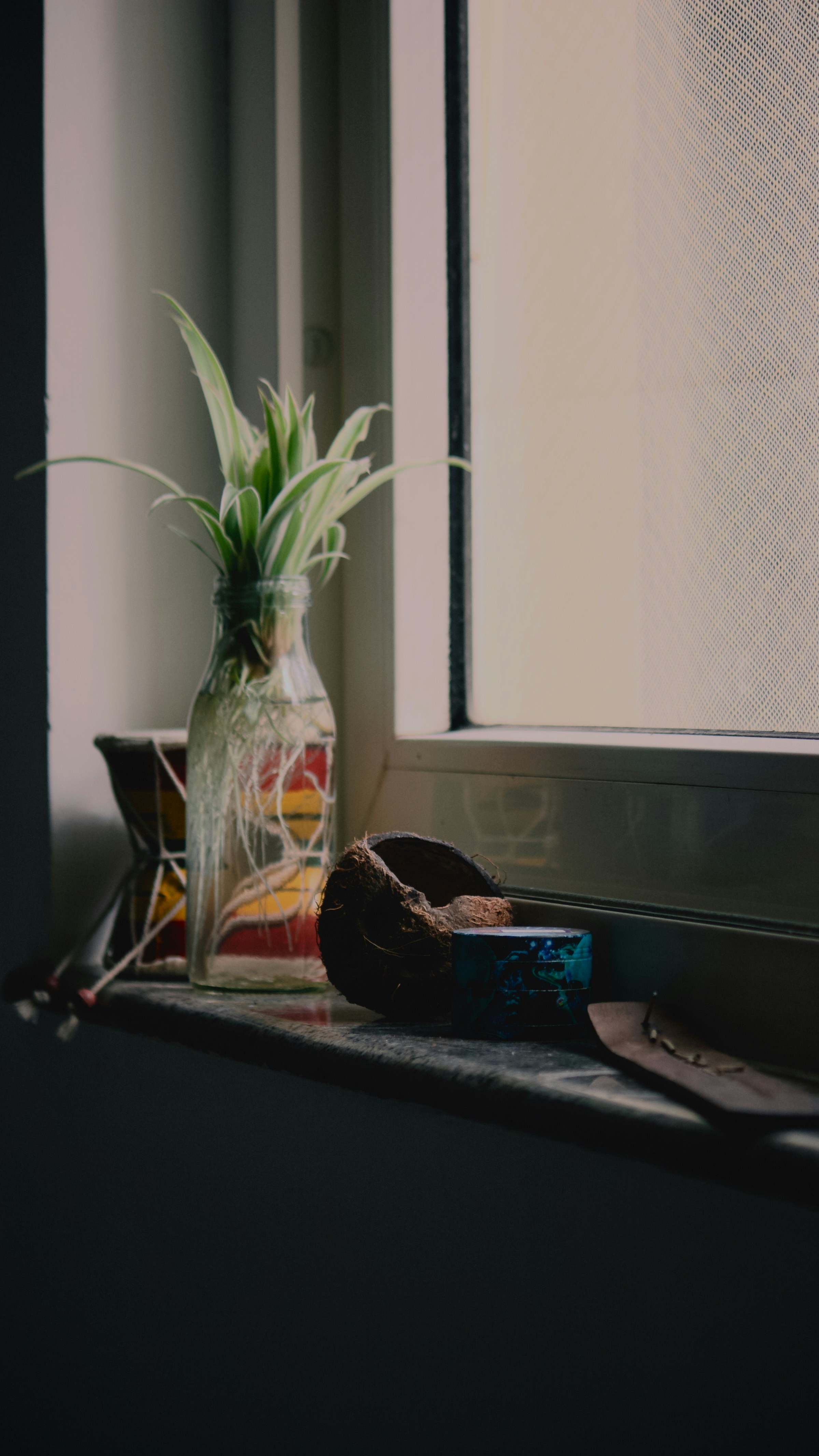 Sunlit Greenery by the Window Sill