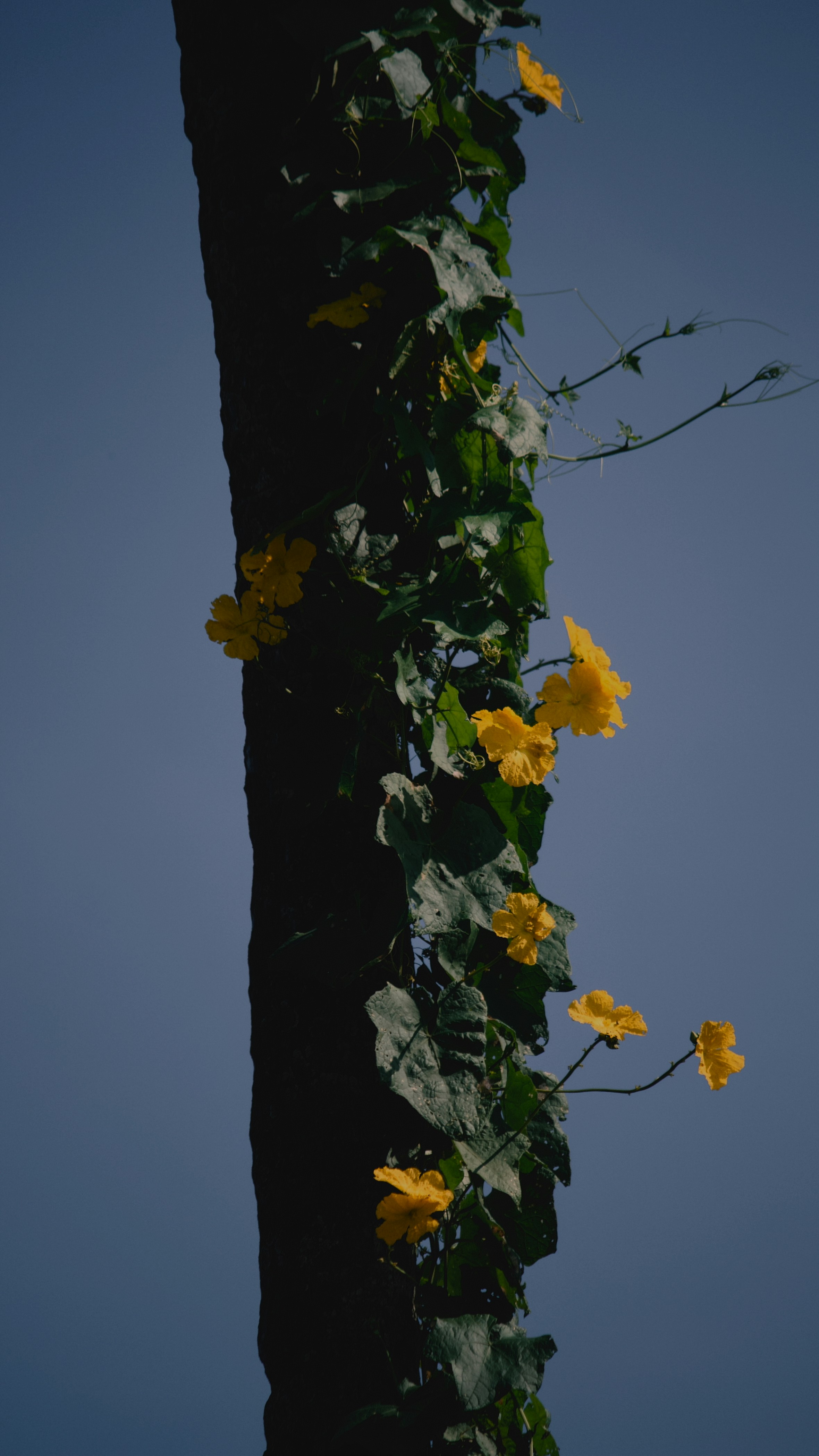 A vine of yellow flowers growing on a tree photo – Free Goa Image on ...