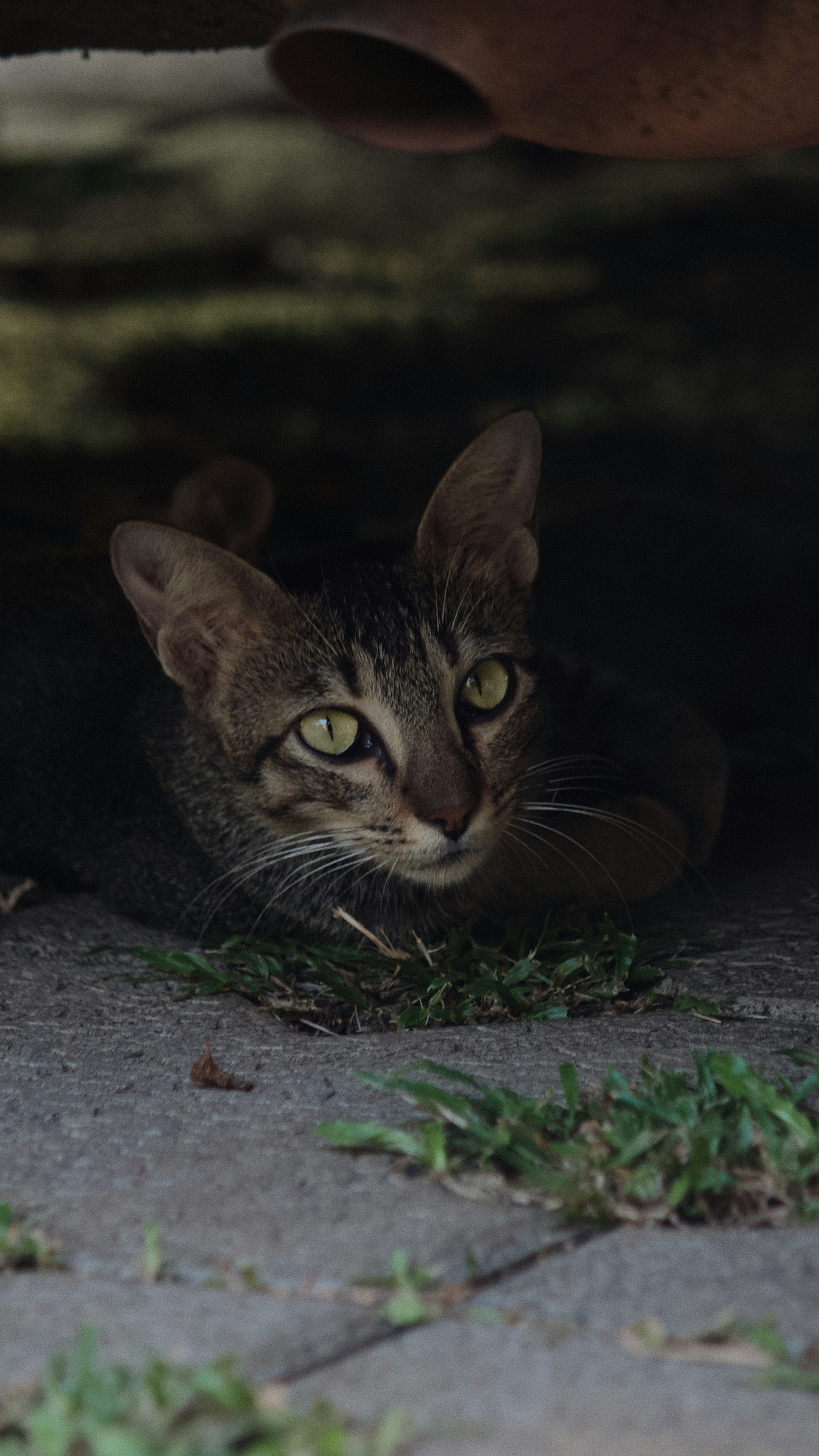 Under Shade, a Tabby Casts a Quiet Gaze