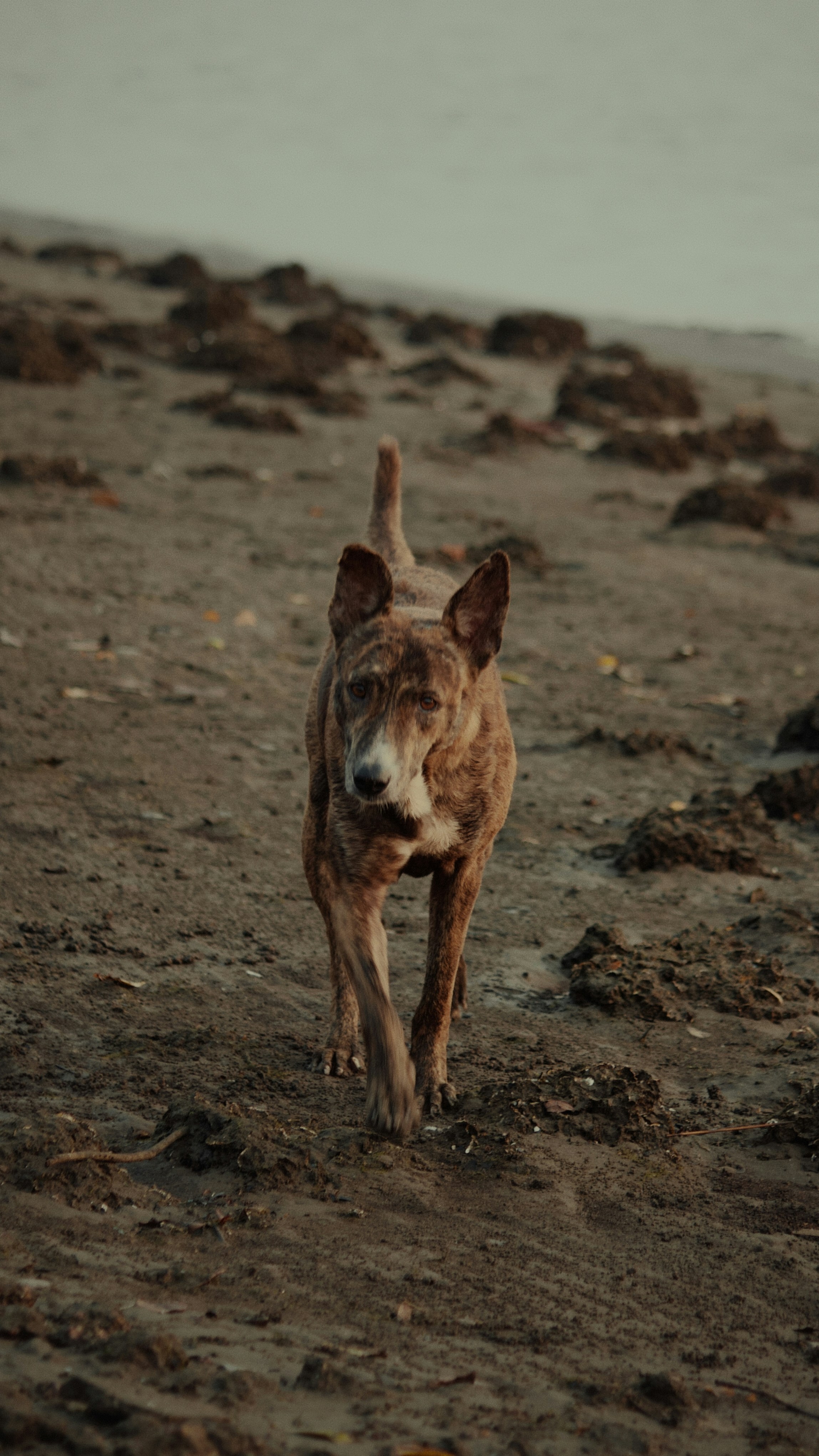 Dusty beach stroll: a loyal silhouette through tide-washed sands