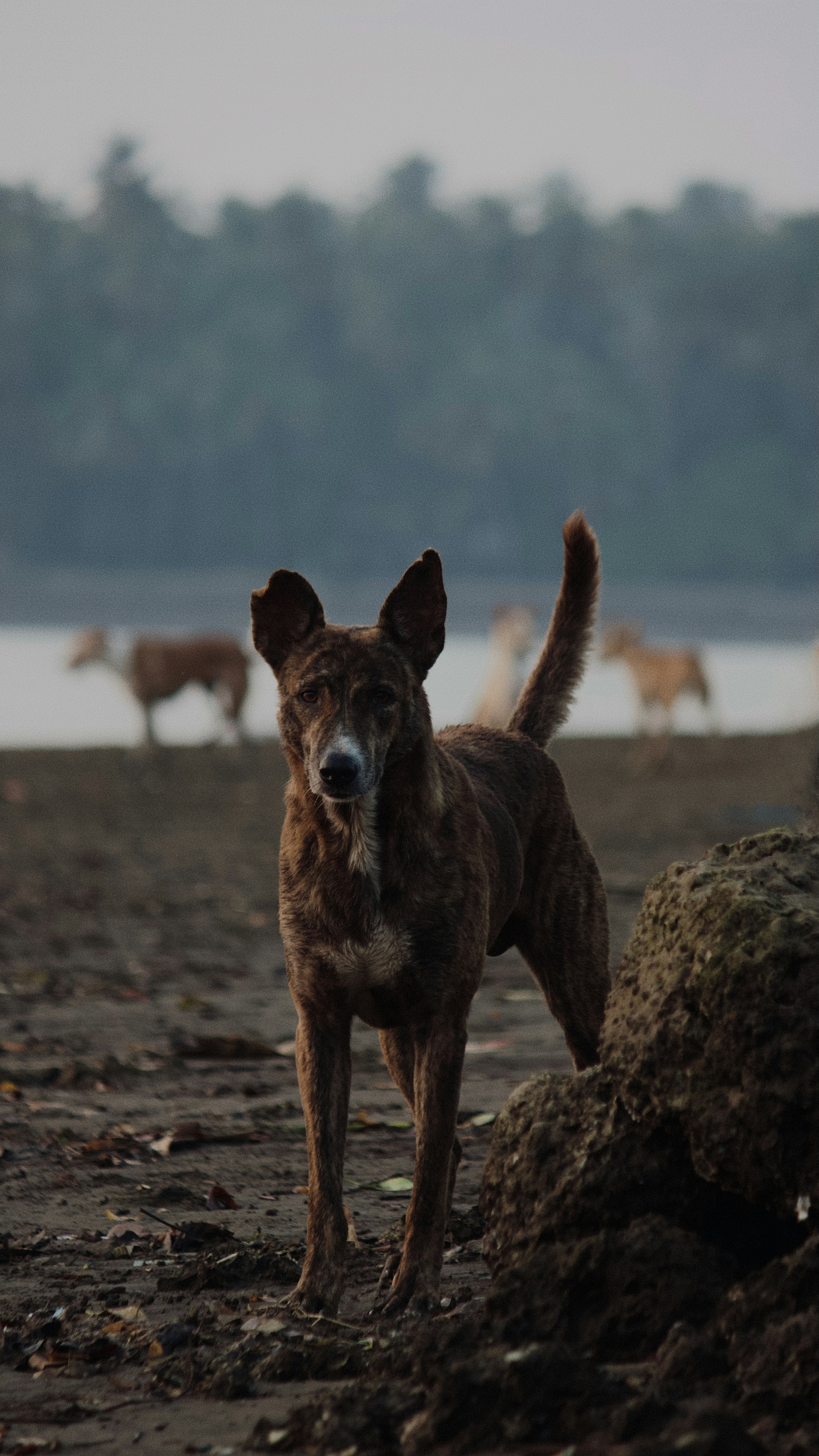 Brindle Hound at the Shoreline: A Quiet Stance Amidst Distant Pack