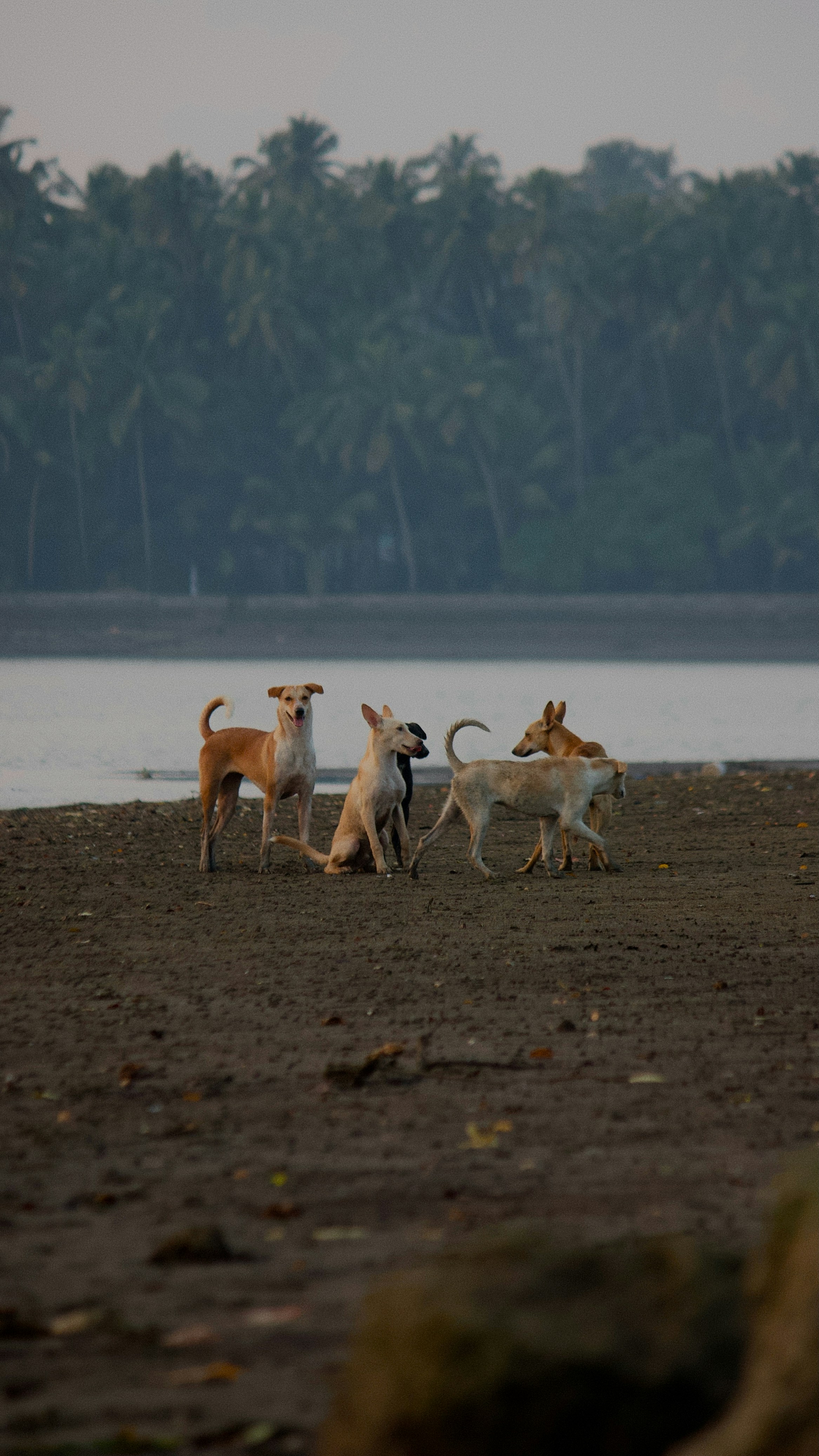 A group of stray dogs gathered on a sandy beach with a backdrop of palm trees and a tranquil coastal atmosphere.