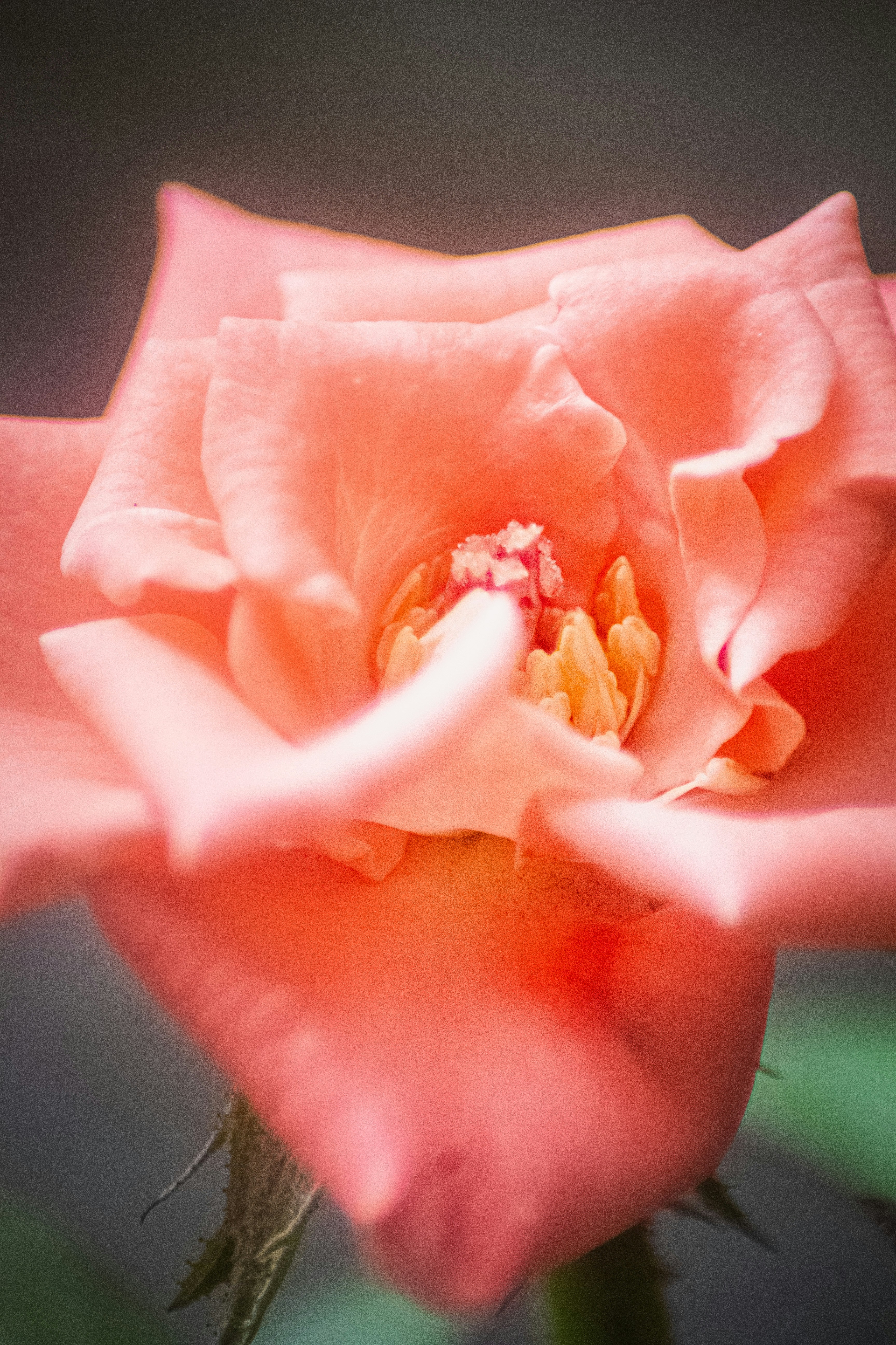 Heart of Peach: A Velvet Rose Core in Macro