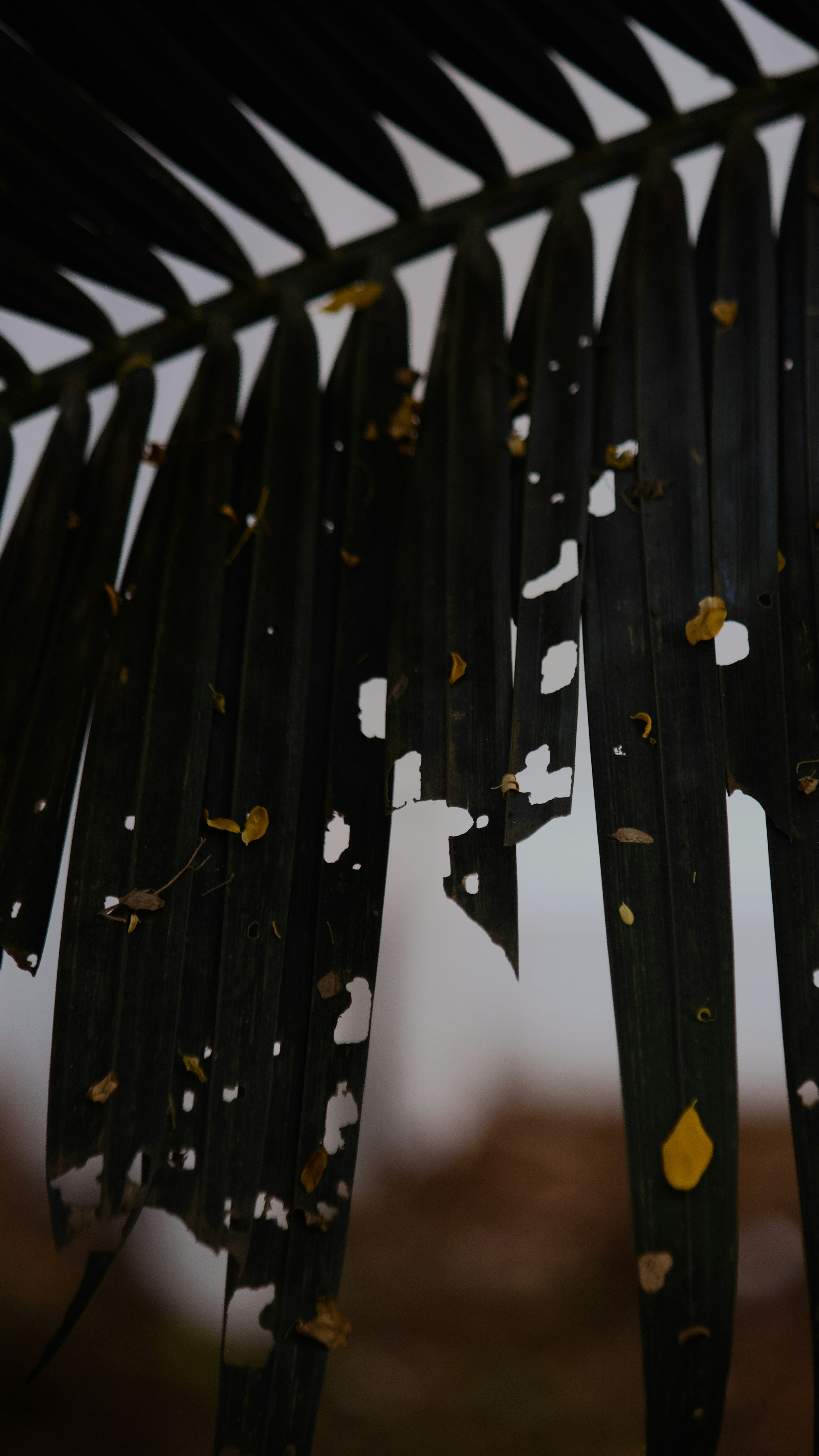 Midday Silhouette: Narrow Leaves Against a Blurred Distant Horizon