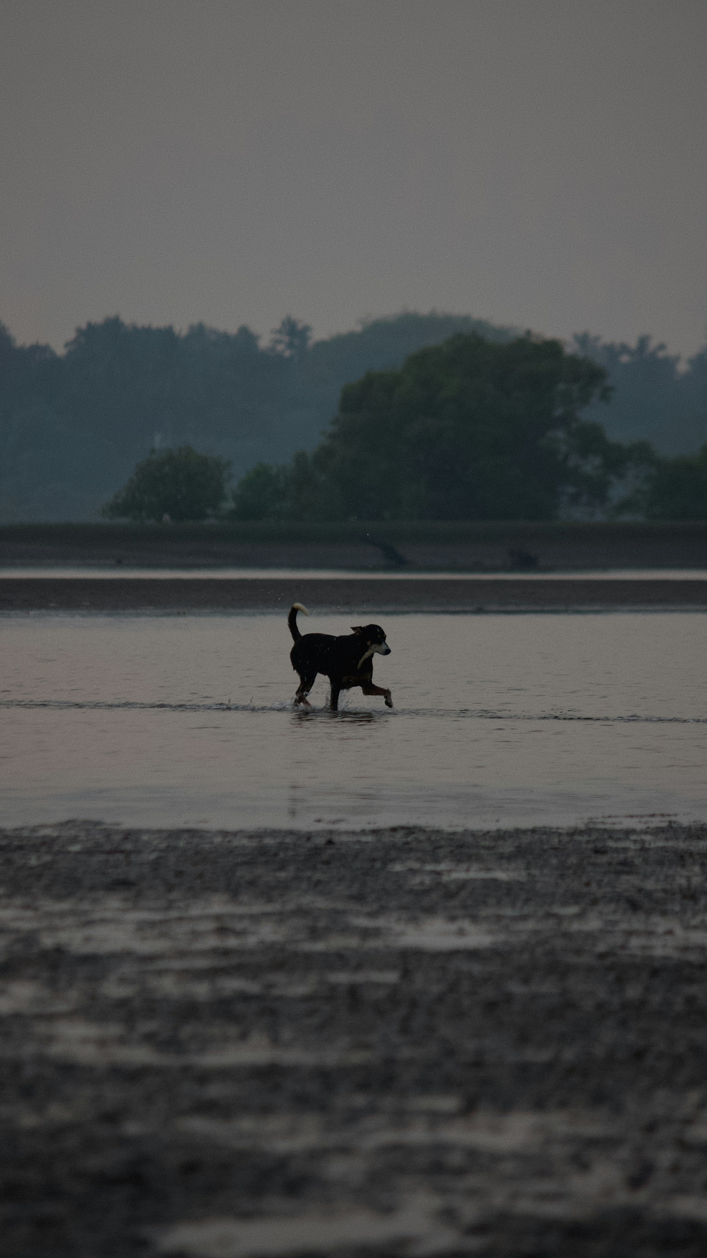 Dusky Shorebound: A Black Dog Traverses Quiet Tidal Flats