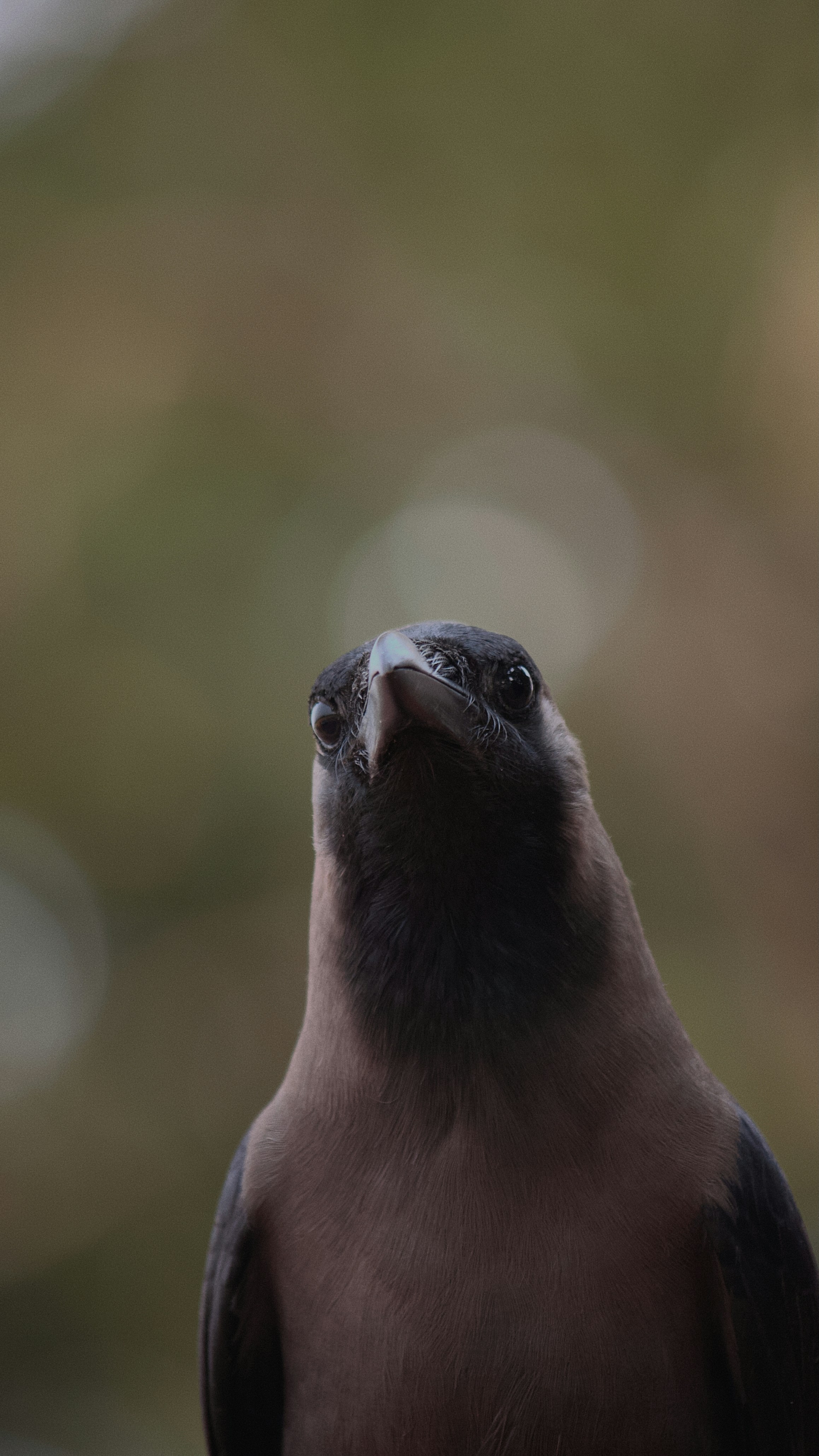 Curious Gaze: Close-Up Pigeon Framed by Gentle Bokeh