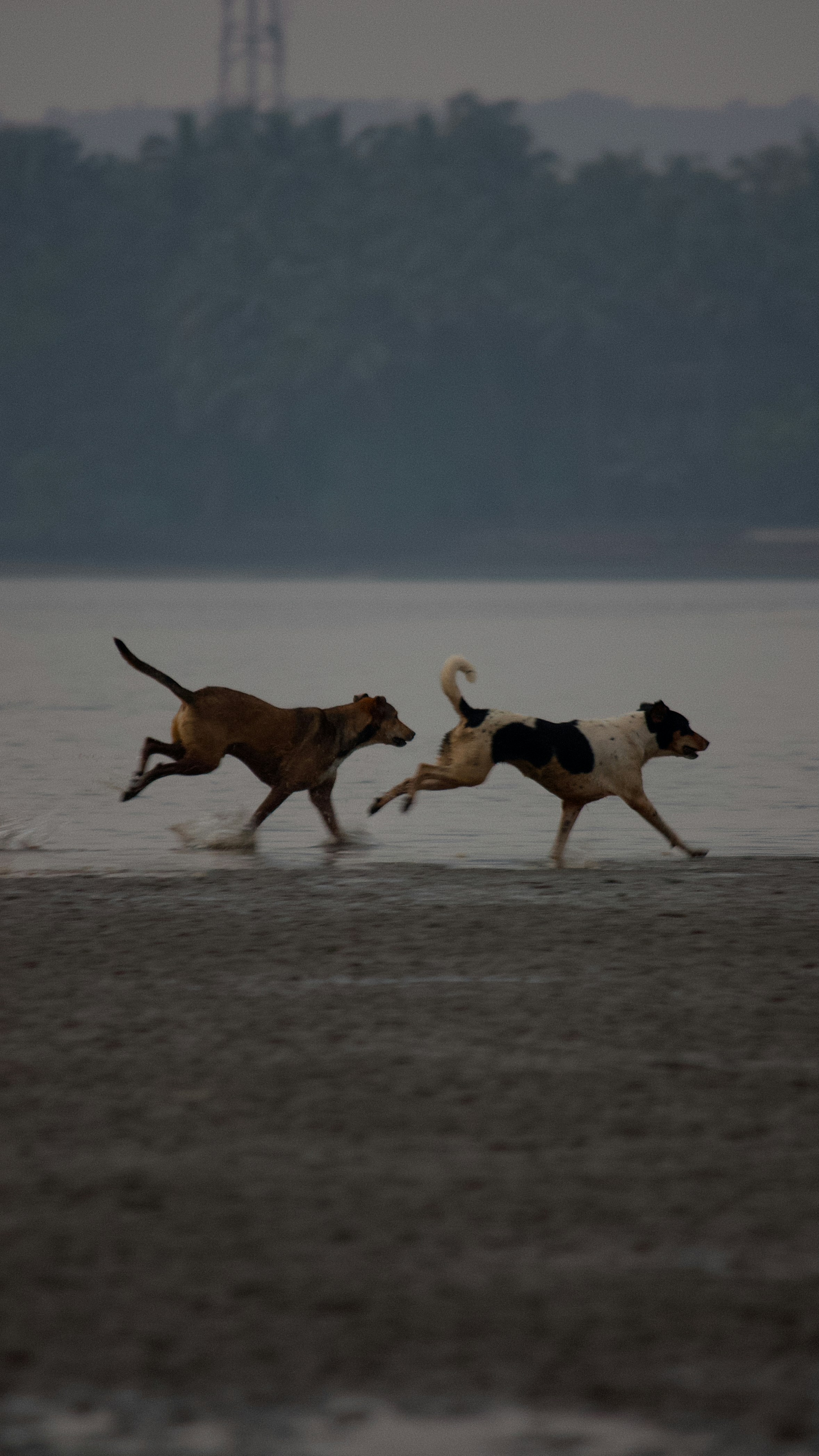 Dusk Riverbank Dash: Twin Hounds Chase Across the Muddy Shore