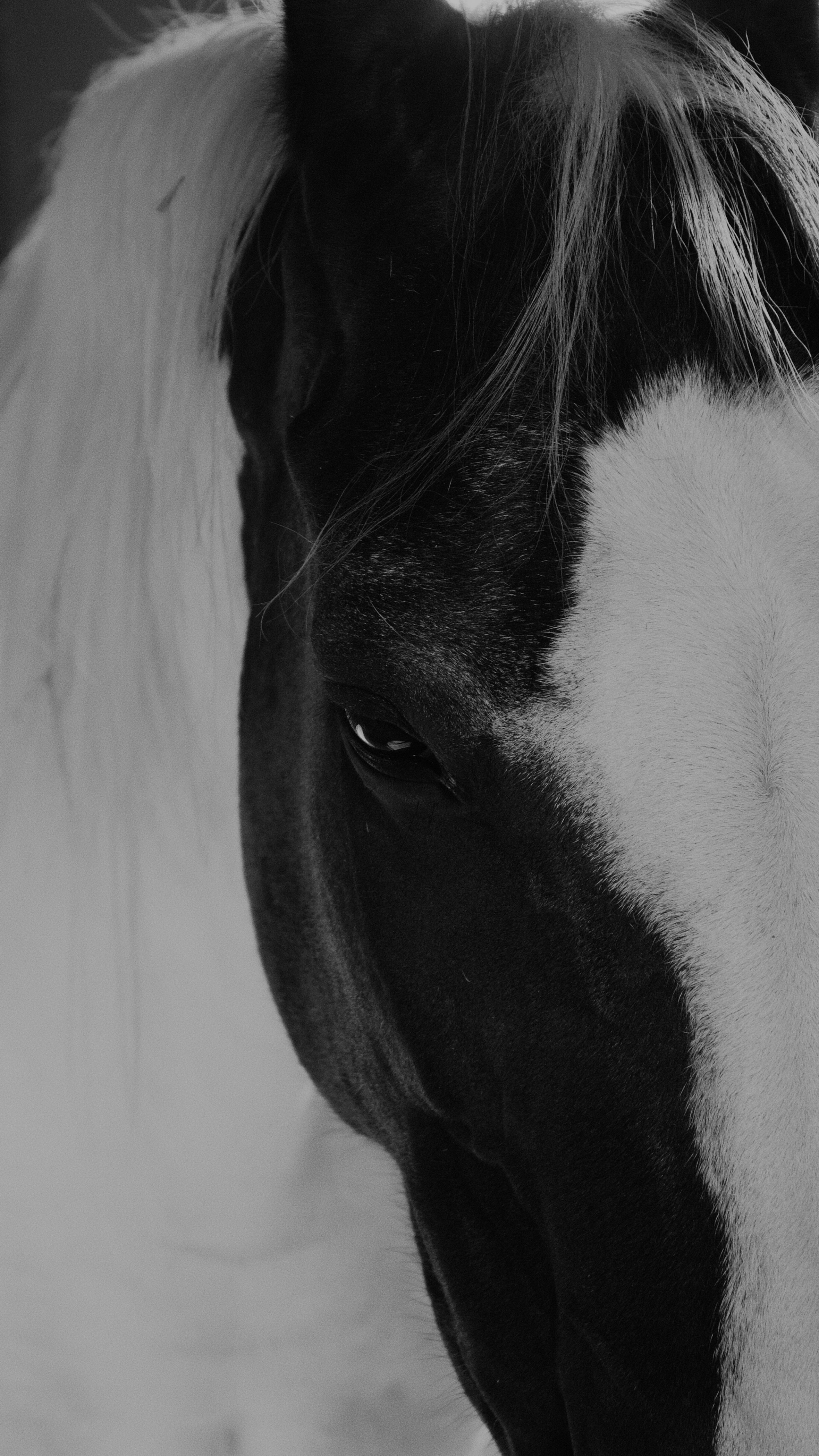 Black-and-white portrait of a horse with focus on its eye and flowing mane.