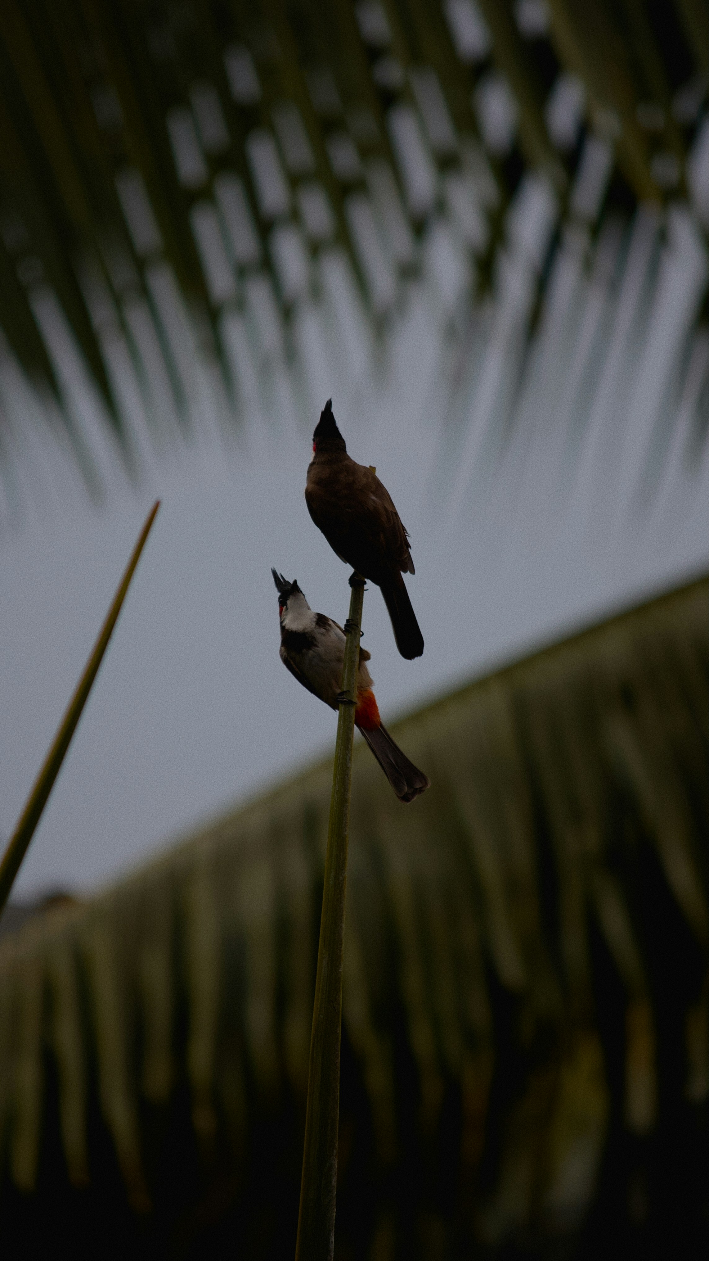 Quiet Perch on a Reed: Two Birds Under a Palm Frond Backdrop