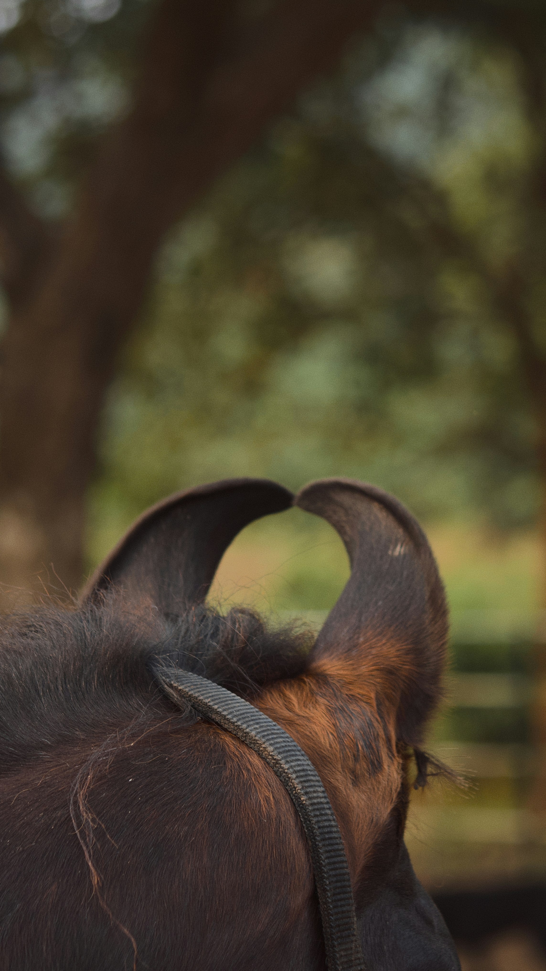 This image captures a close-up of a horse’s ears, beautifully highlighting the texture and color of the animal’s coat. The soft-focus background features lush greenery and blurred tree trunks, adding a natural and serene ambiance to the composition. The bridle strap subtly frames the ears, adding an element of context without distracting from the subject.
