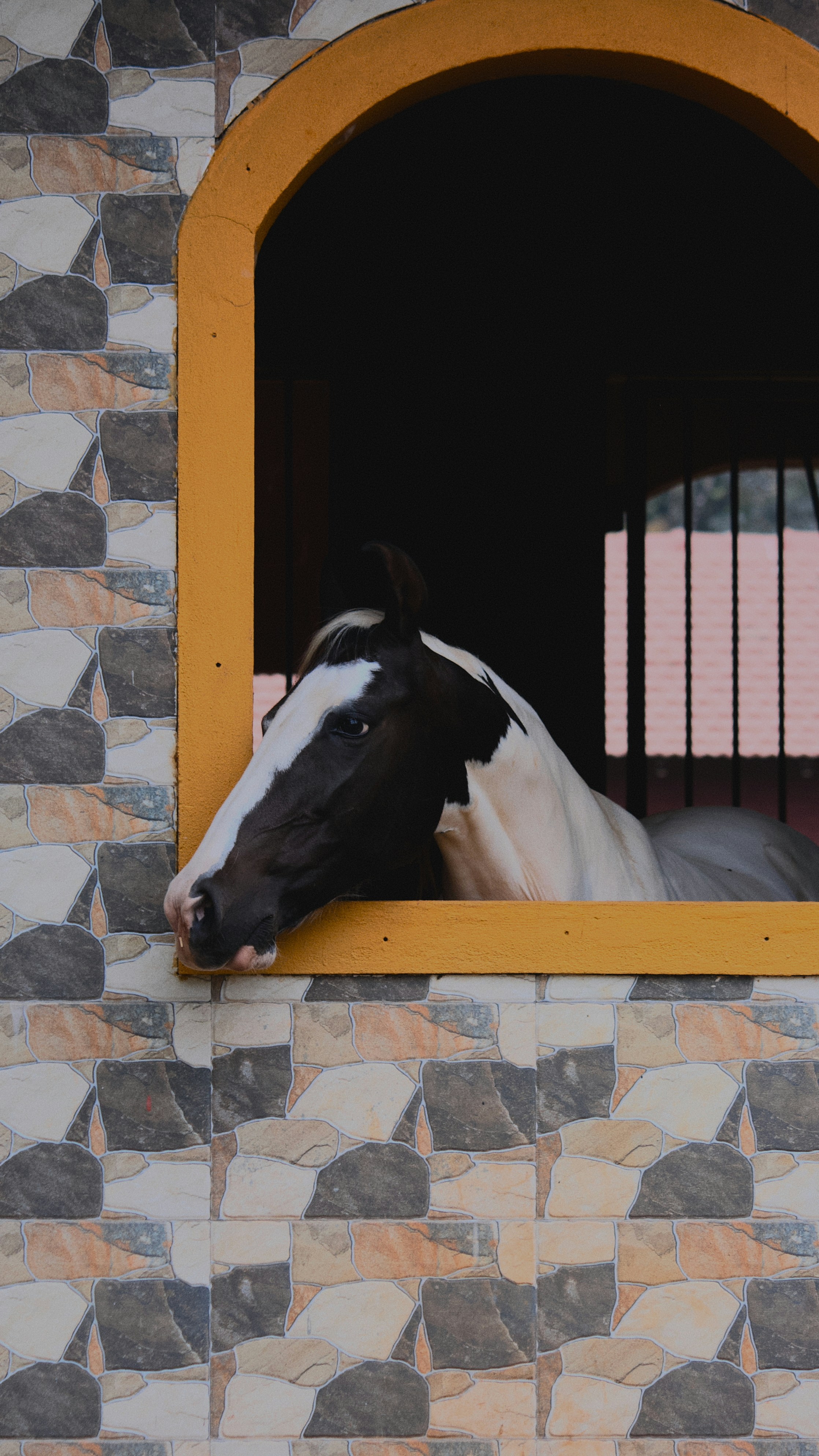 This photo captures a striking black-and-white horse peering through a vibrant yellow arched window of its stable. The stone-patterned wall surrounding the window provides an engaging texture, contrasting with the sleek coat of the horse. The composition highlights the horse’s inquisitive nature as it gazes outward, inviting a sense of calm and connection