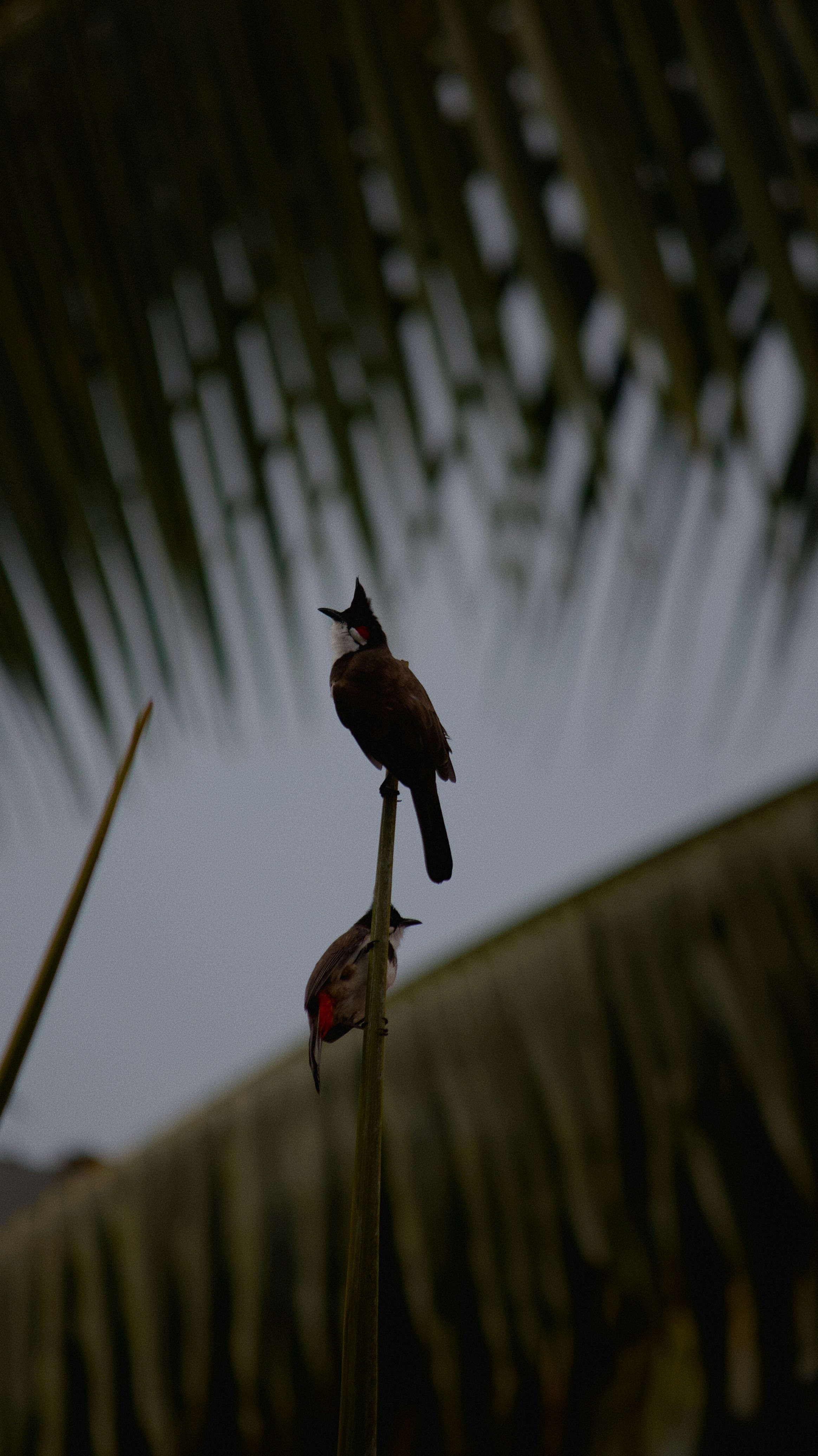 Twinned Perches: Two Birds Claim a Narrow Reed at Dusk