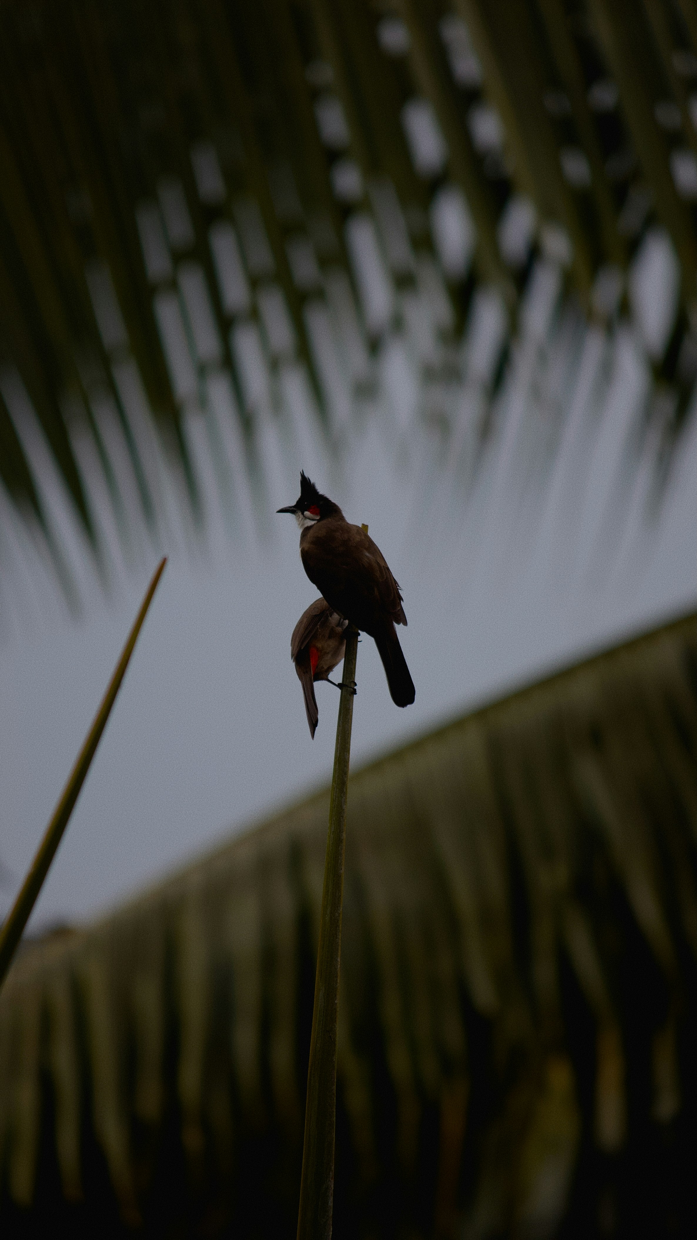 Perched in Shadow: A Wading Songbird Against Vertical Reeds