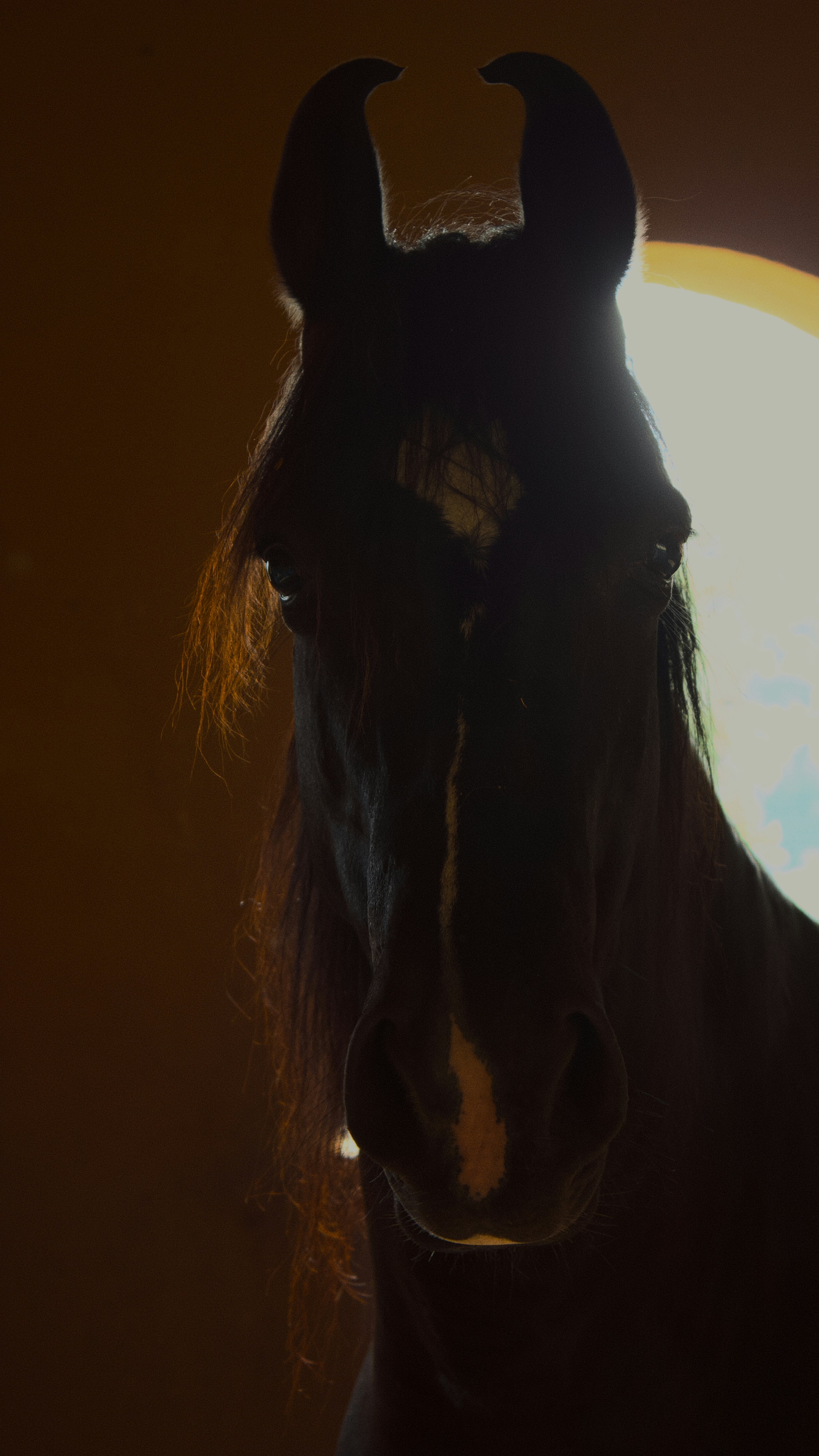 Horizon’s Edge: A backlit horse meets the sun