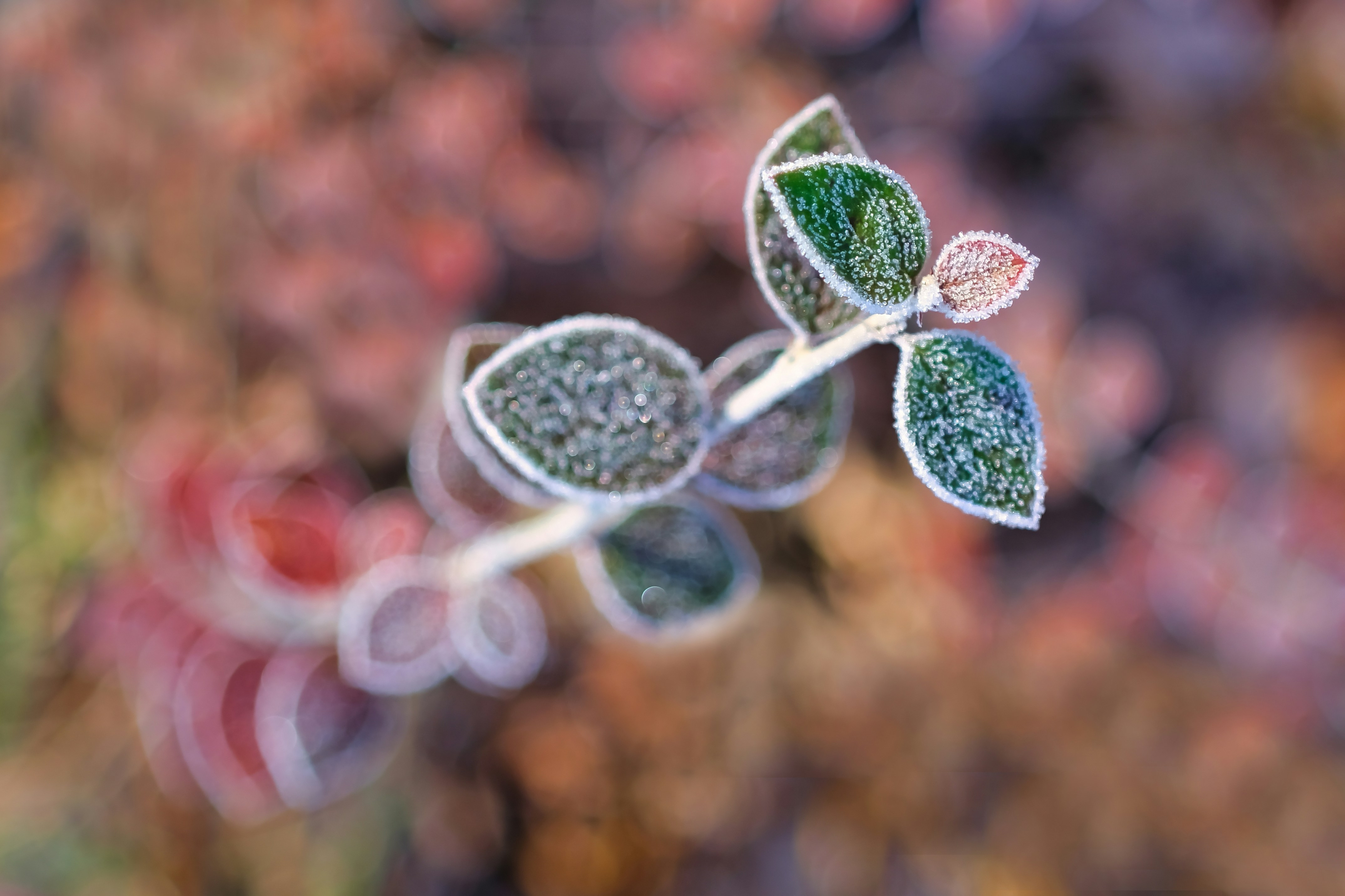 Frost-Lace Sprig: ice-edged leaves glow against warm bokeh