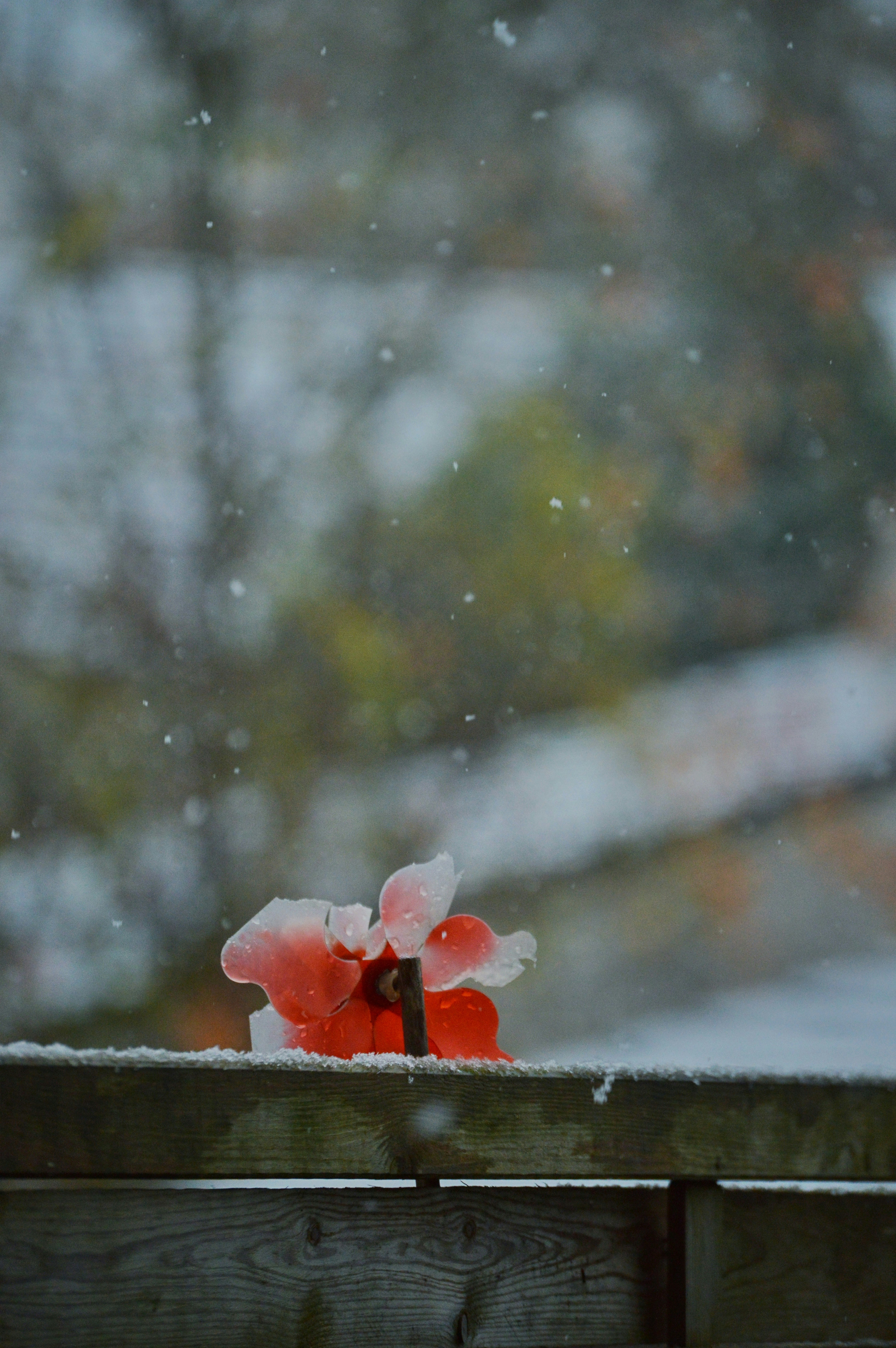 Crimson petals on a frosted railing amid falling snow