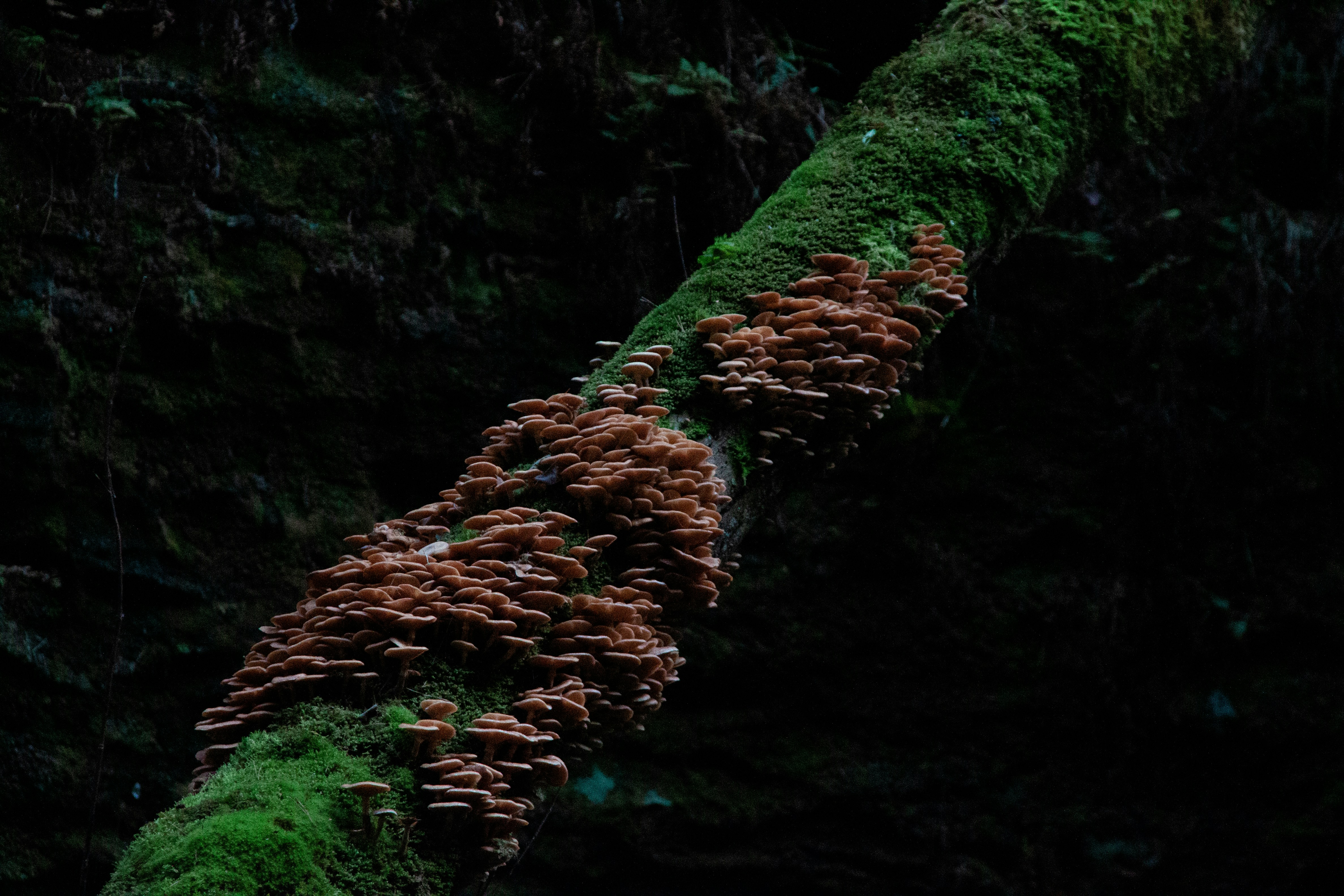 Diagonal Parade of Moss and Brown Mushrooms on a Fallen Log