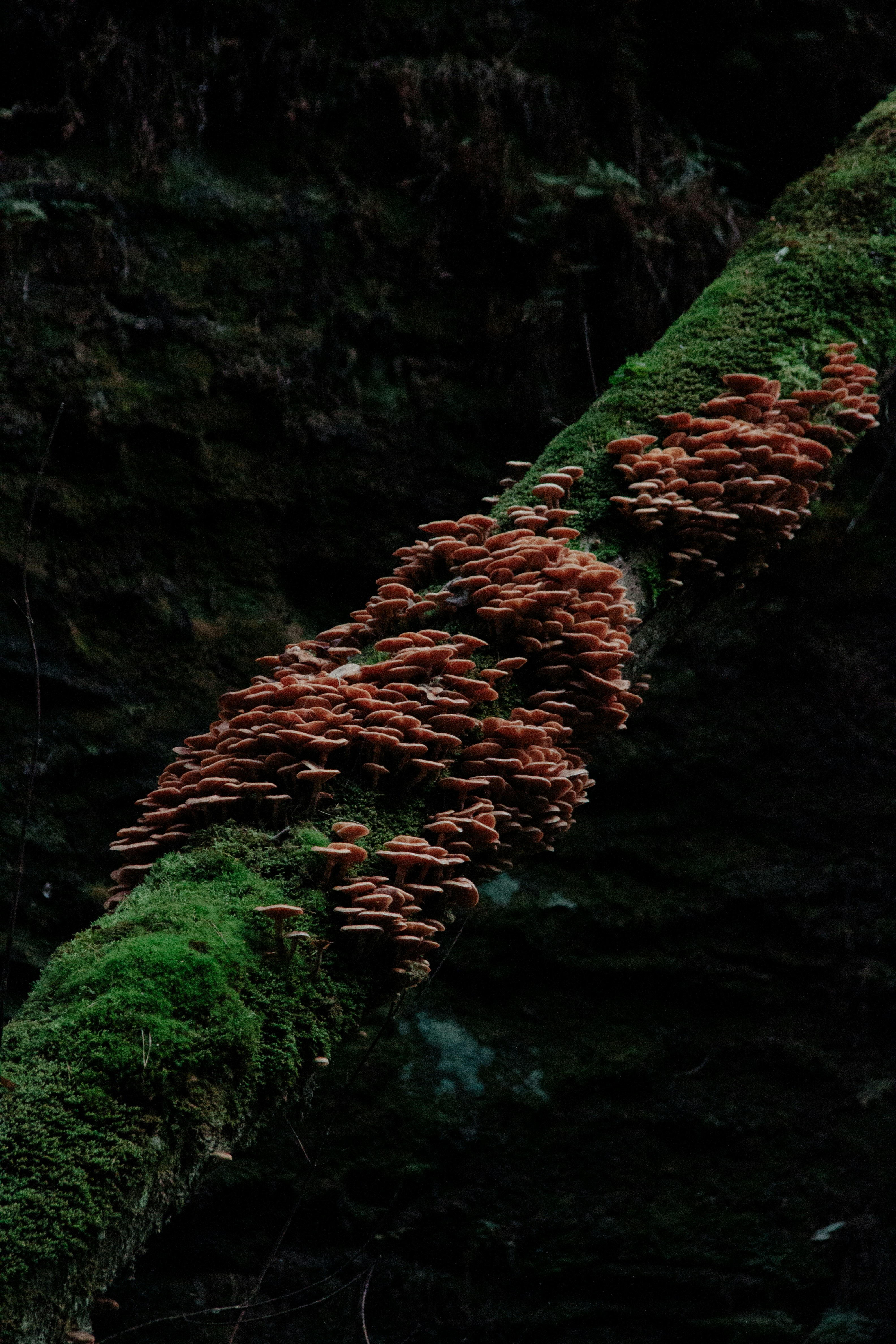 A Diagonal Ribbon of Mushrooms on a Mossy Log