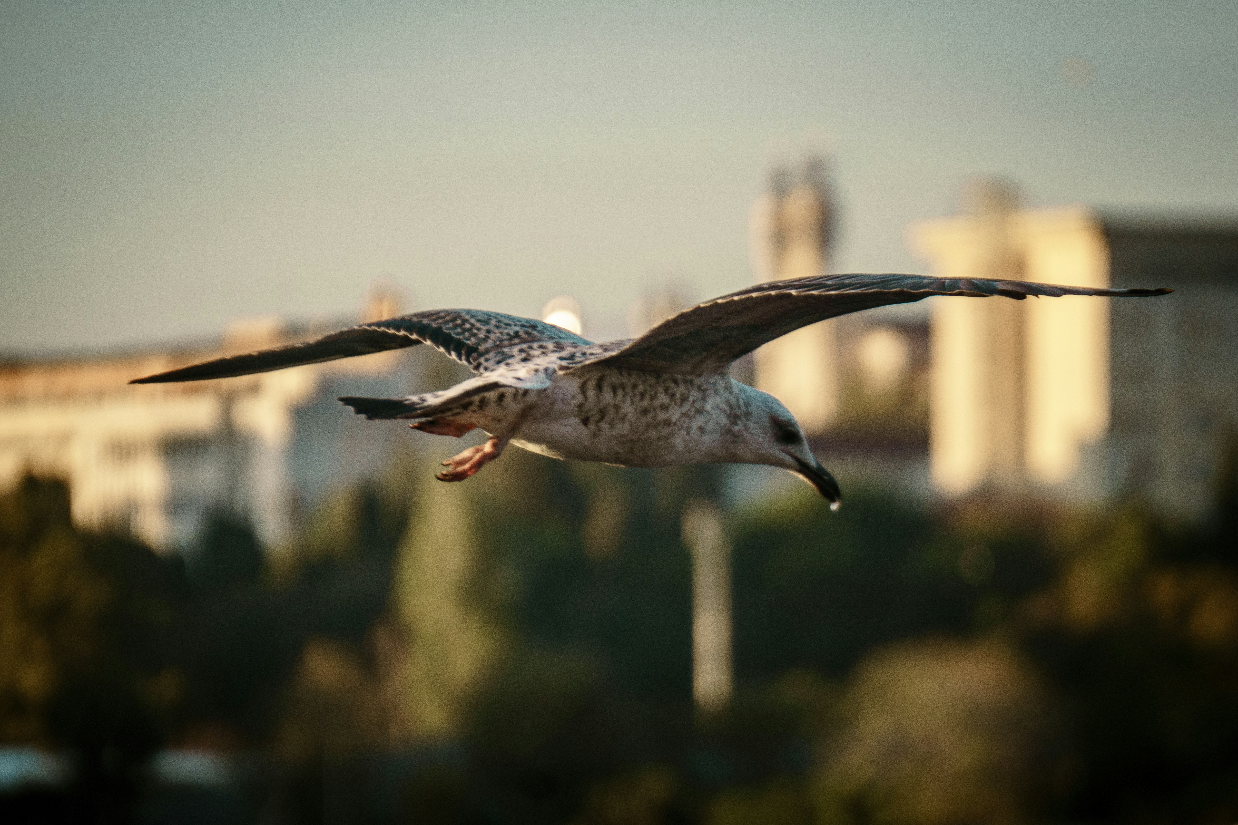 Roving Gull Surfs the Warm Air Above a Quiet City Skyline