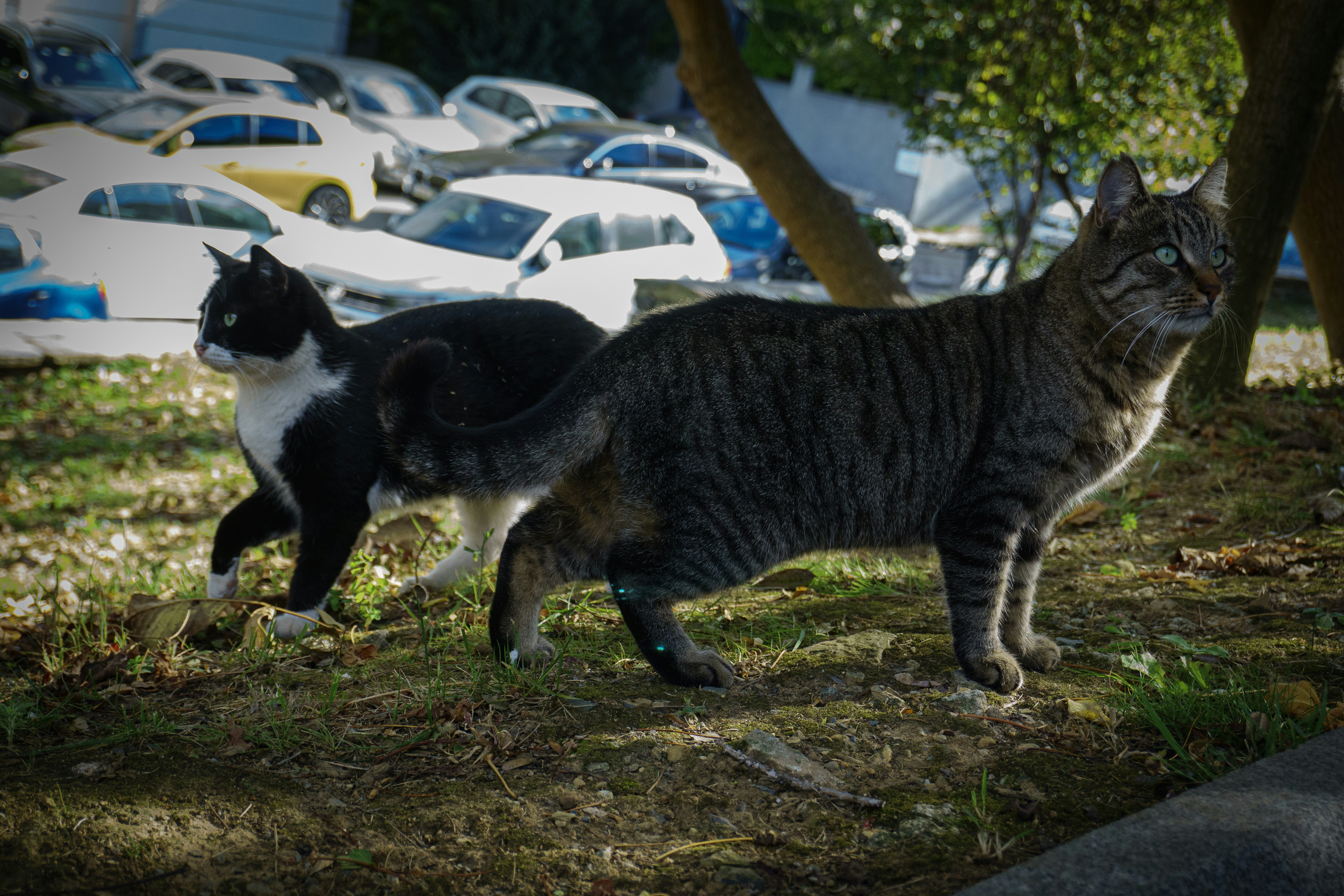A couple of cats standing on top of a grass covered field photo – Free ...