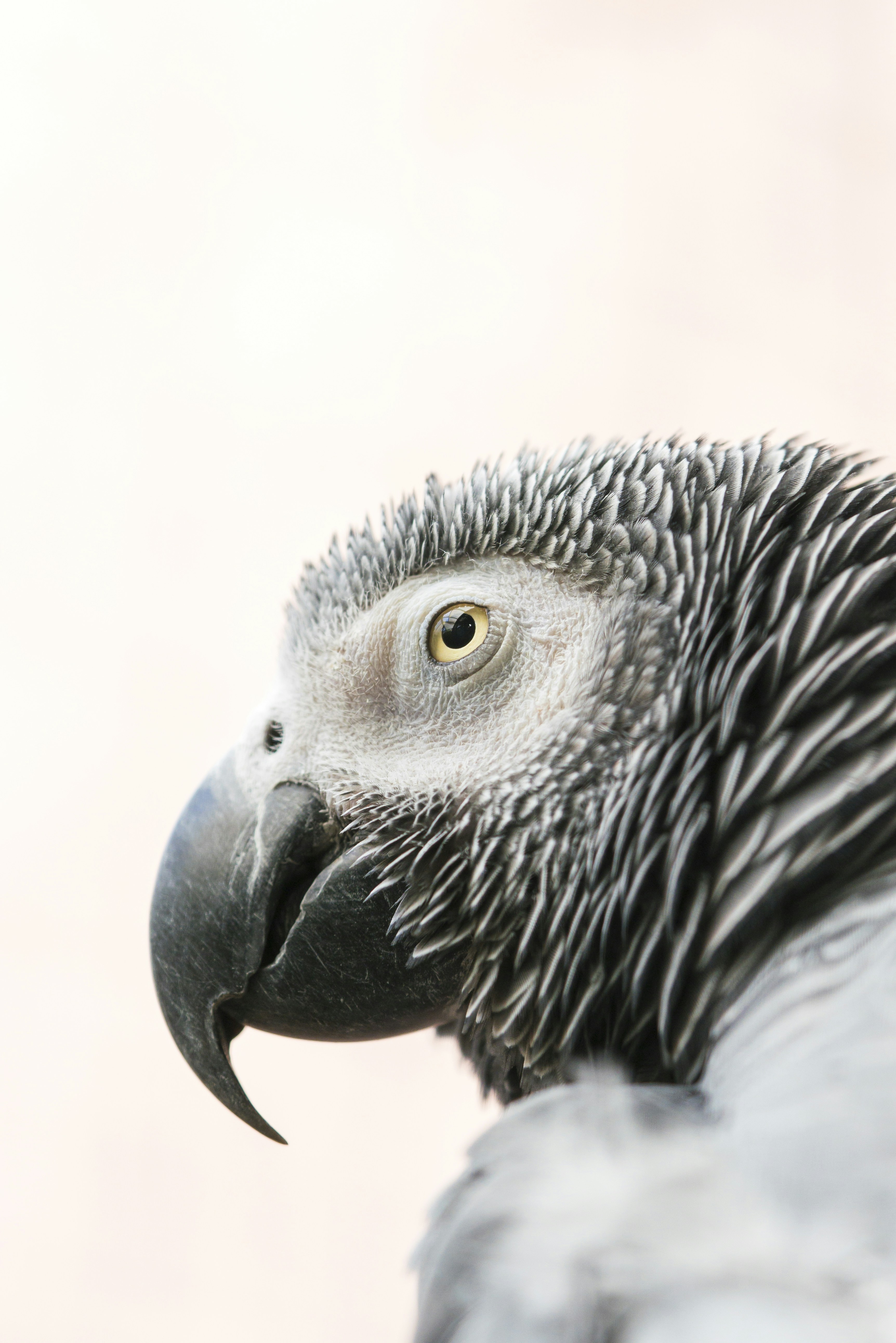 A close up of a bird with a blurry background photo – Free Animal Image ...