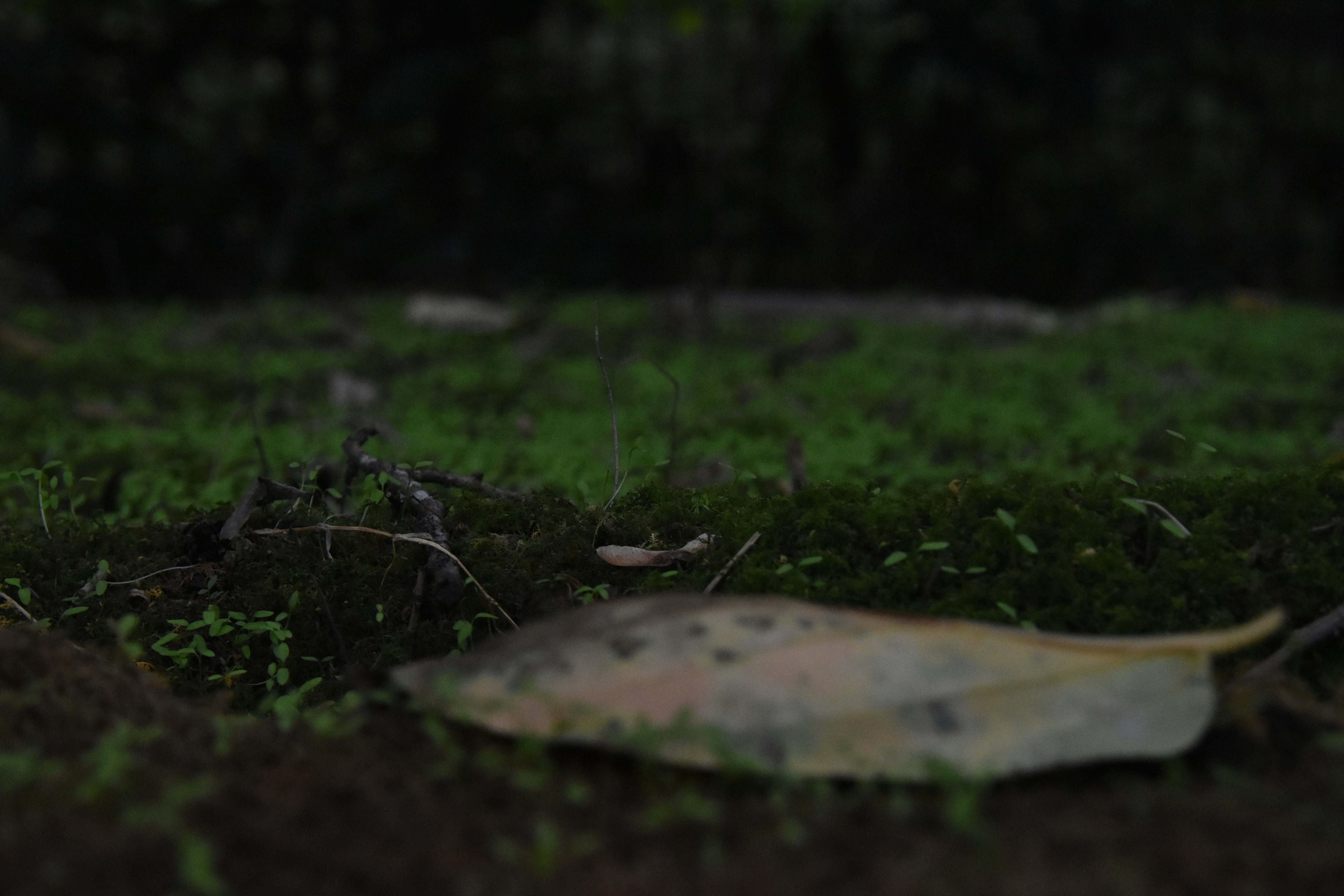 Whispers of Nature: A Leaf's Lament