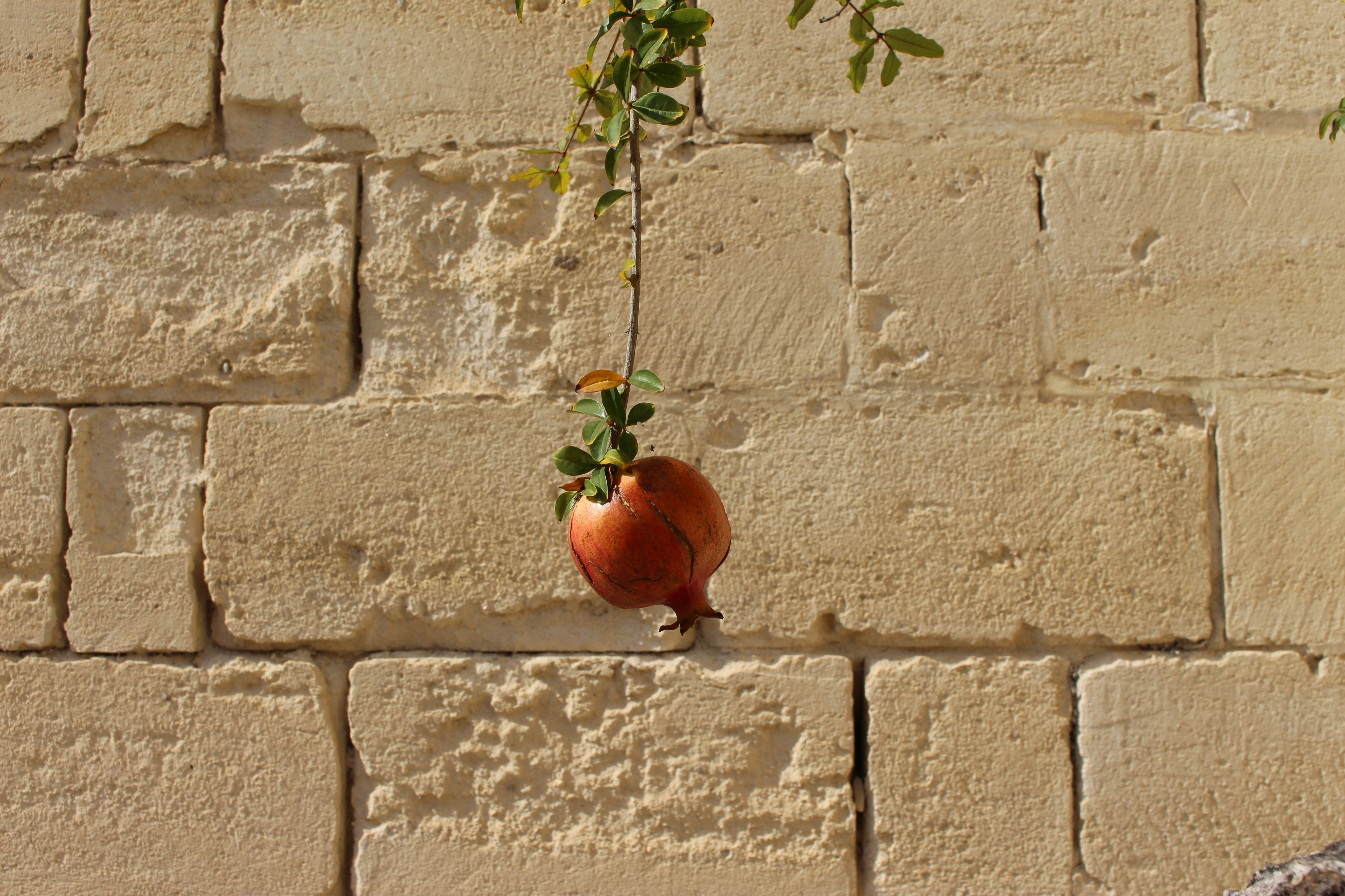 Crimson Pendant on a Sunlit Limestone Wall