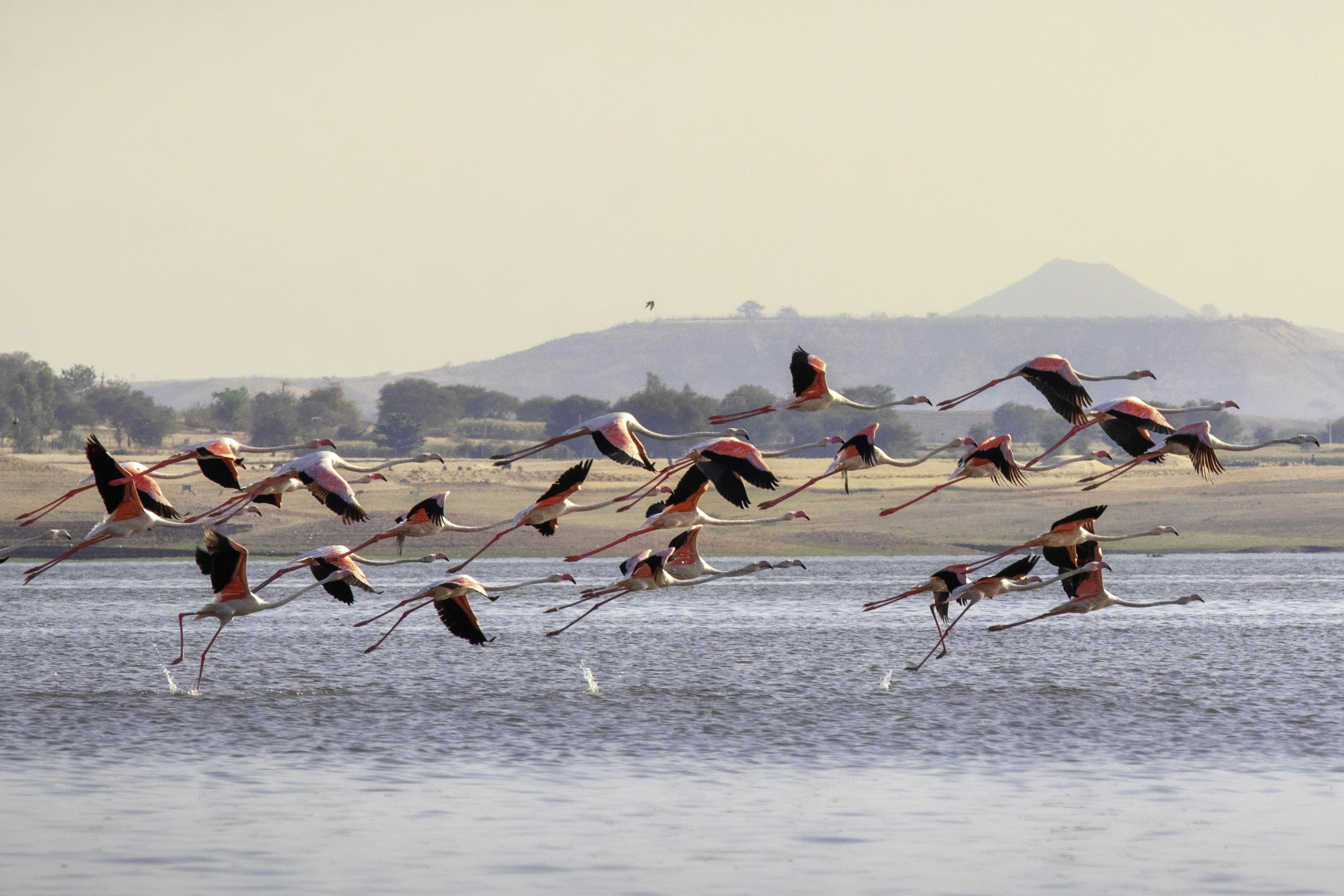 A flock of flamingos flying over a body of water photo – Free Animal ...