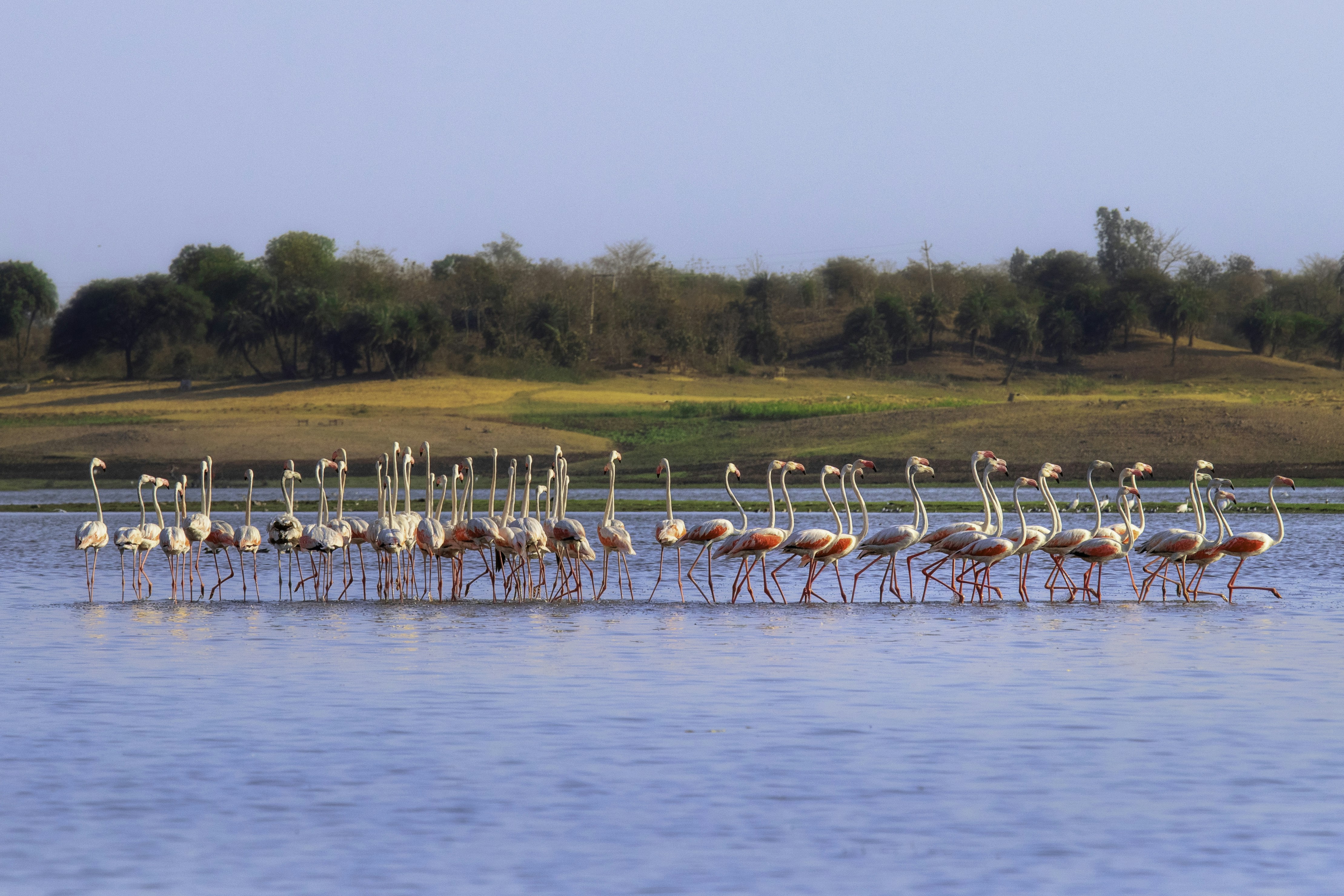 This image shows a beautiful group of flamingos standing in shallow water, likely in a wetland or lake environment. The birds have striking pink and white plumage, with long, thin legs and gracefully curved necks. The background features a serene landscape of trees, grassy fields, and a clear blue sky, suggesting a natural habitat during the daytime.