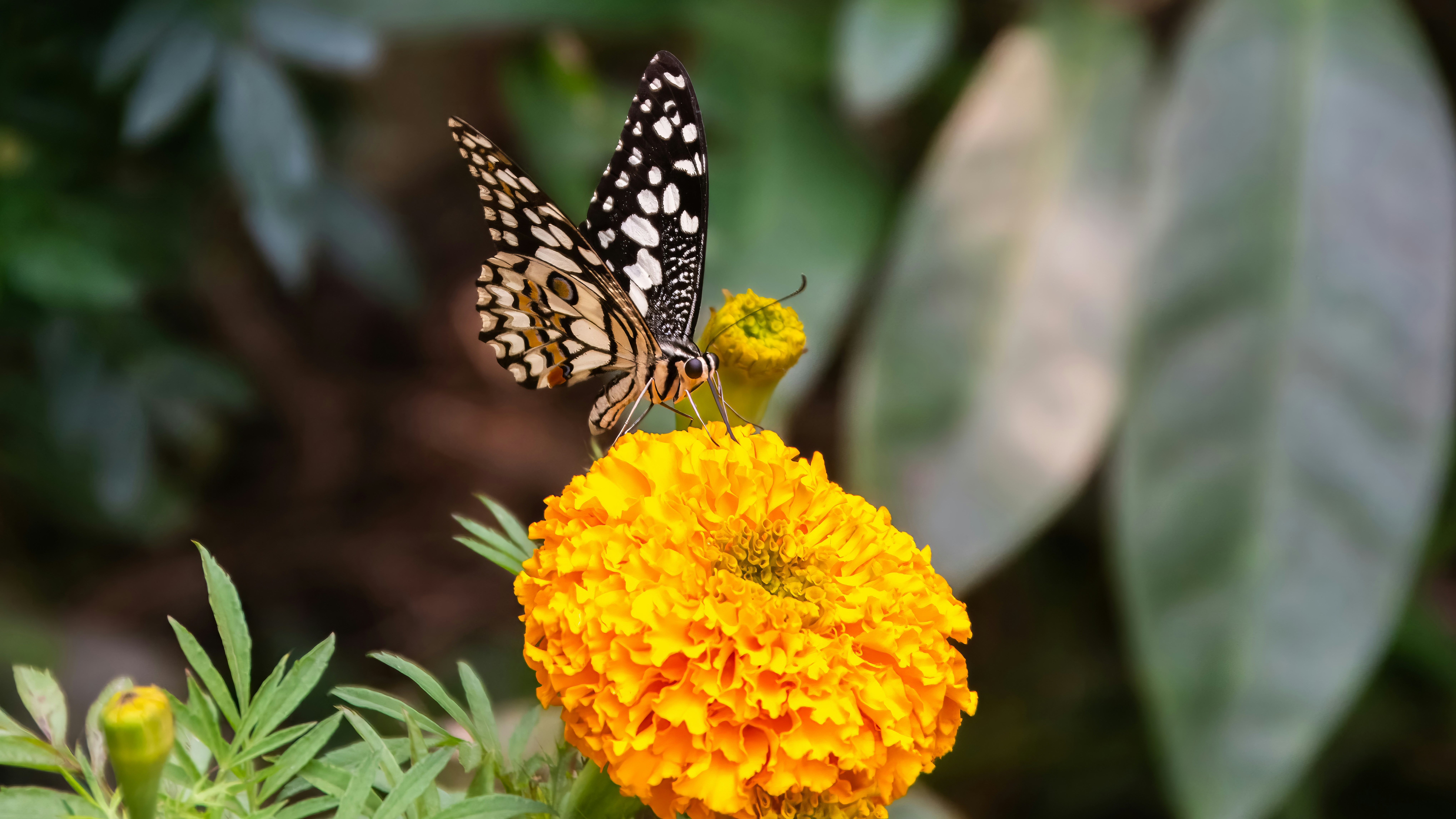 Sunlit Painted Lady on a Marigold in a Quiet Garden