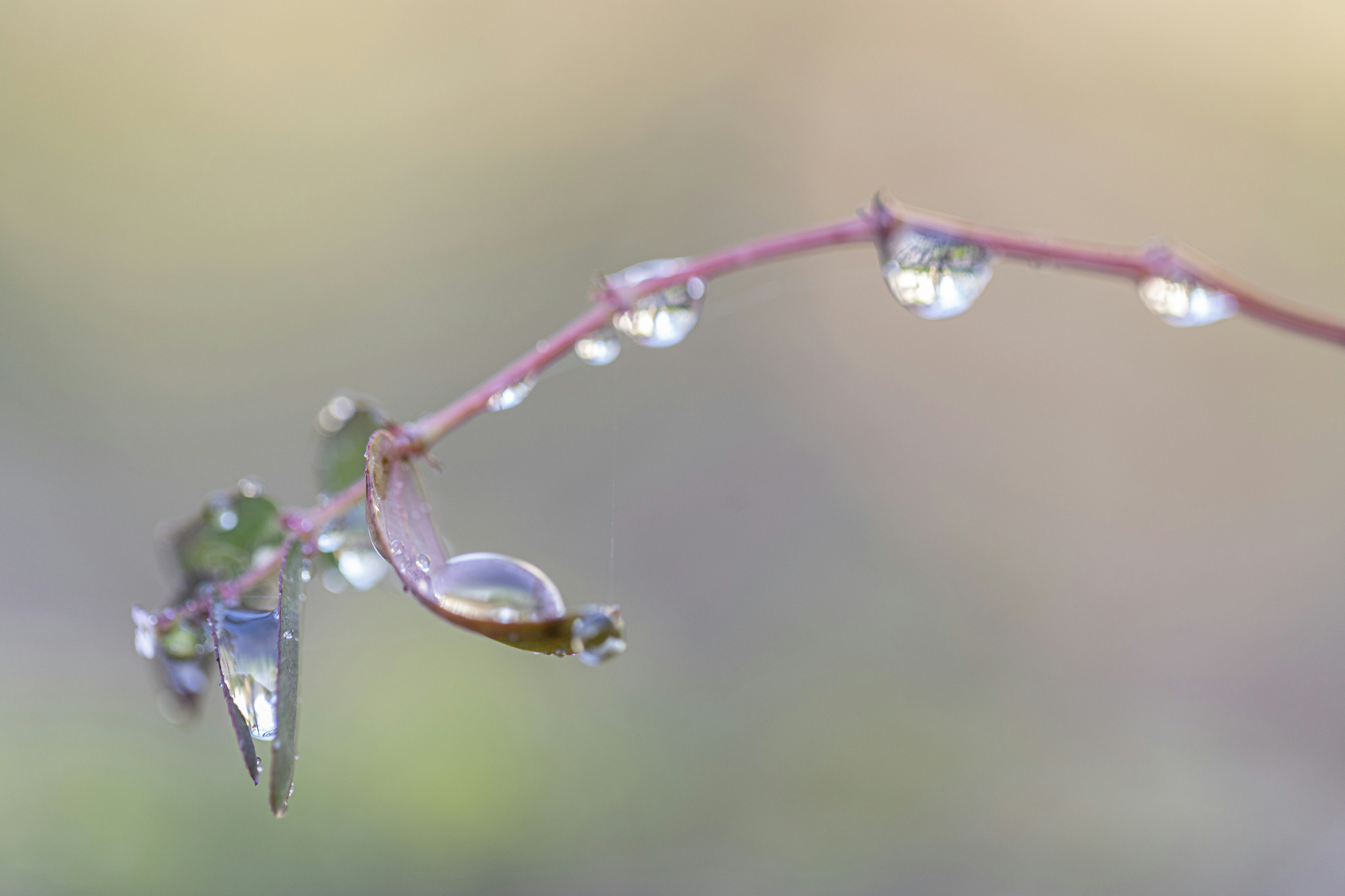 A branch with water drops hanging from it photo – Free Naturaleza Image ...