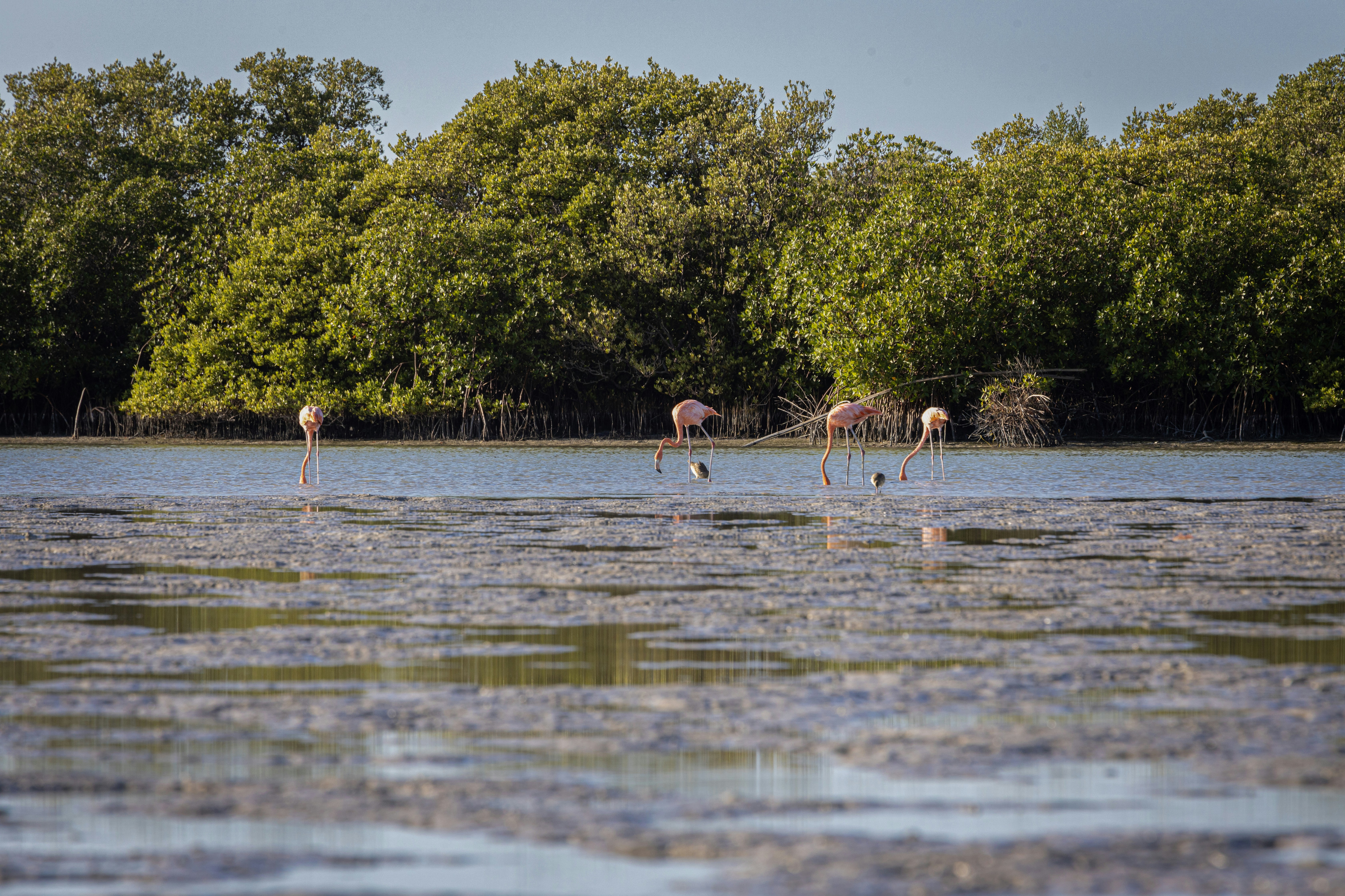 Flamingos in a shallow lagoon: silent silhouettes at shoreward edge