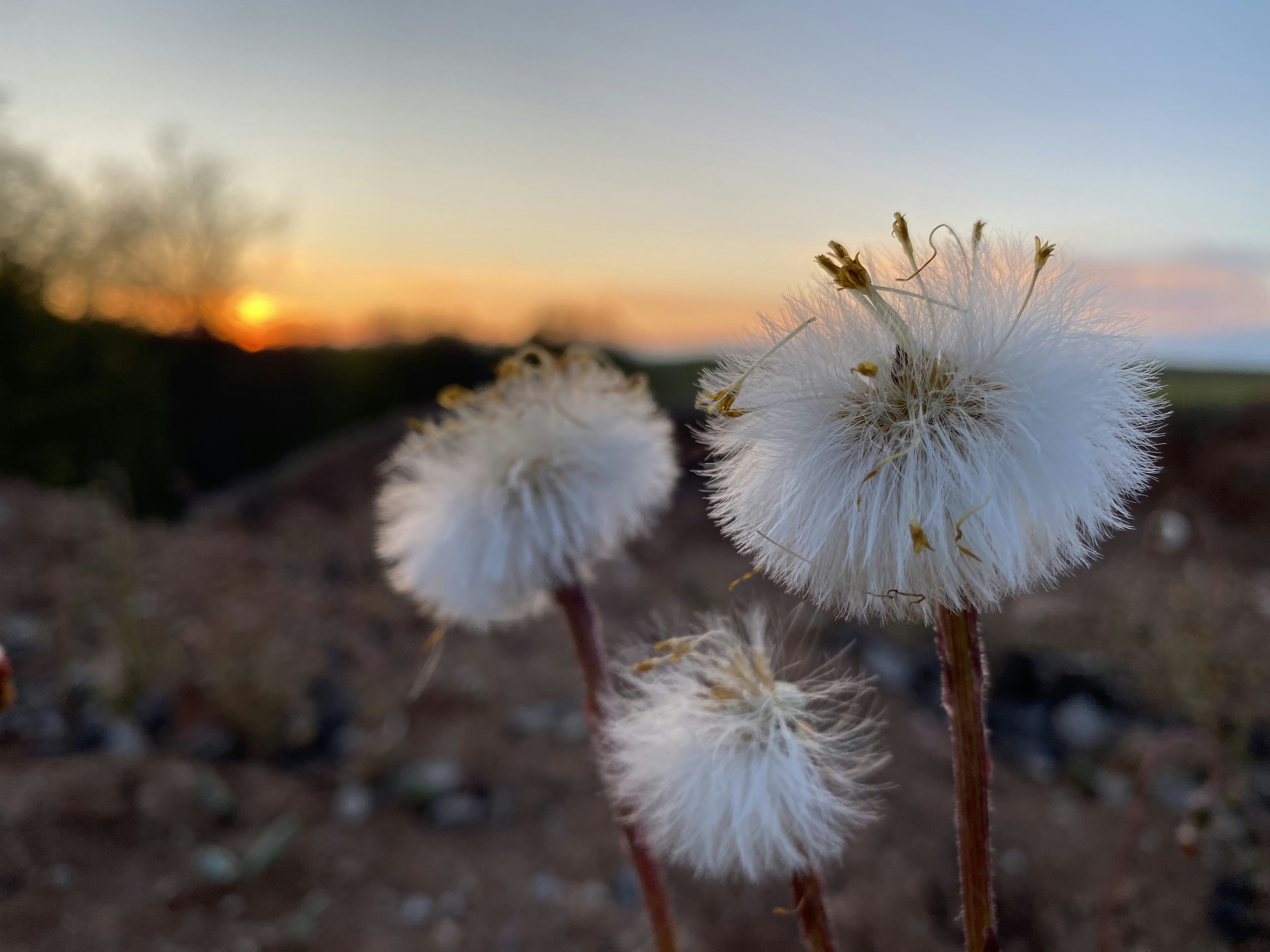 Dusk on Dandelions: Velvet Seed Heads Against a Golden Horizon