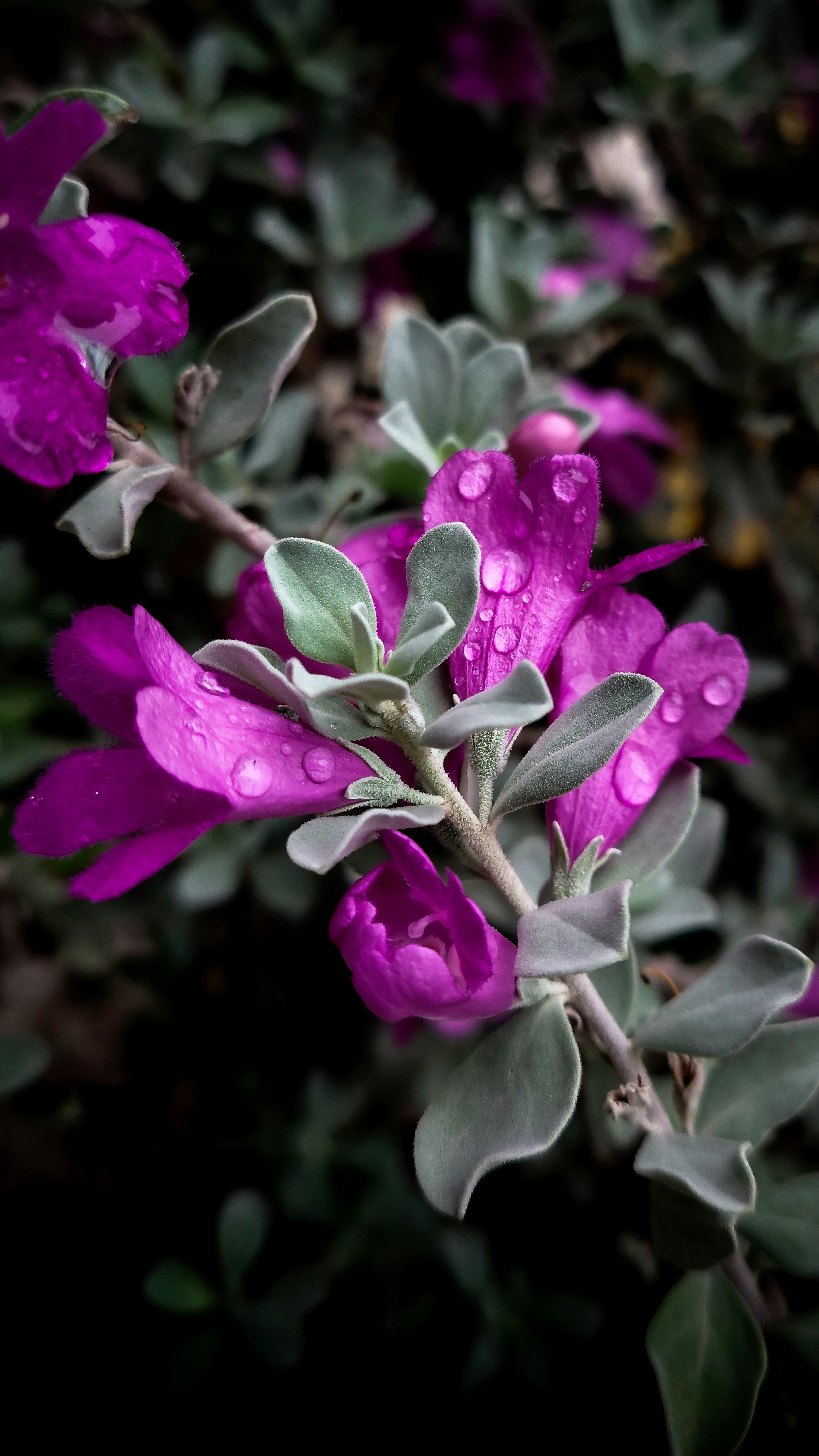 Vibrant purple flowers adorned with glistening water droplets, surrounded by soft green foliage.