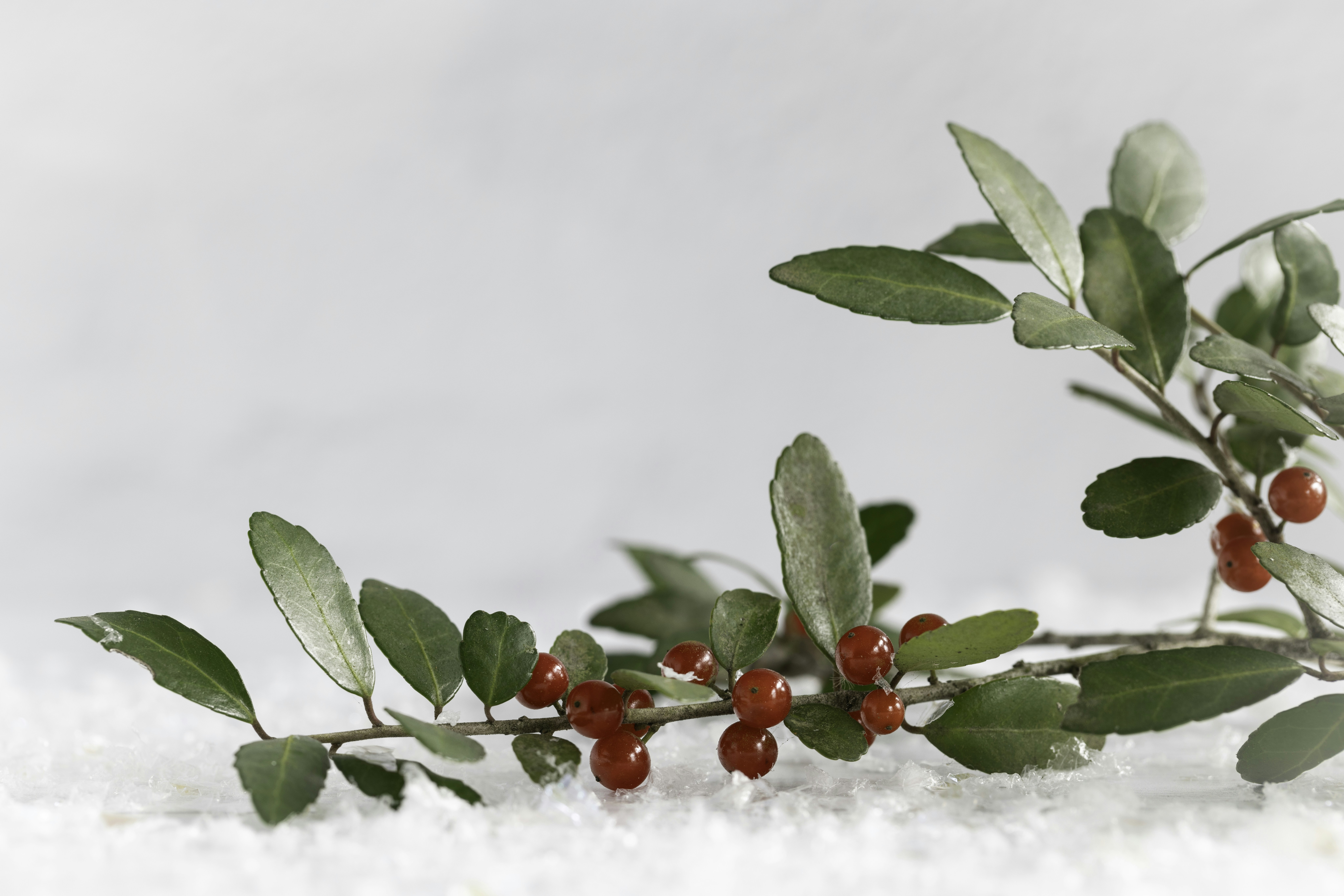 Crimson Berries on a Frost-Dusted Branch in Quiet Snow