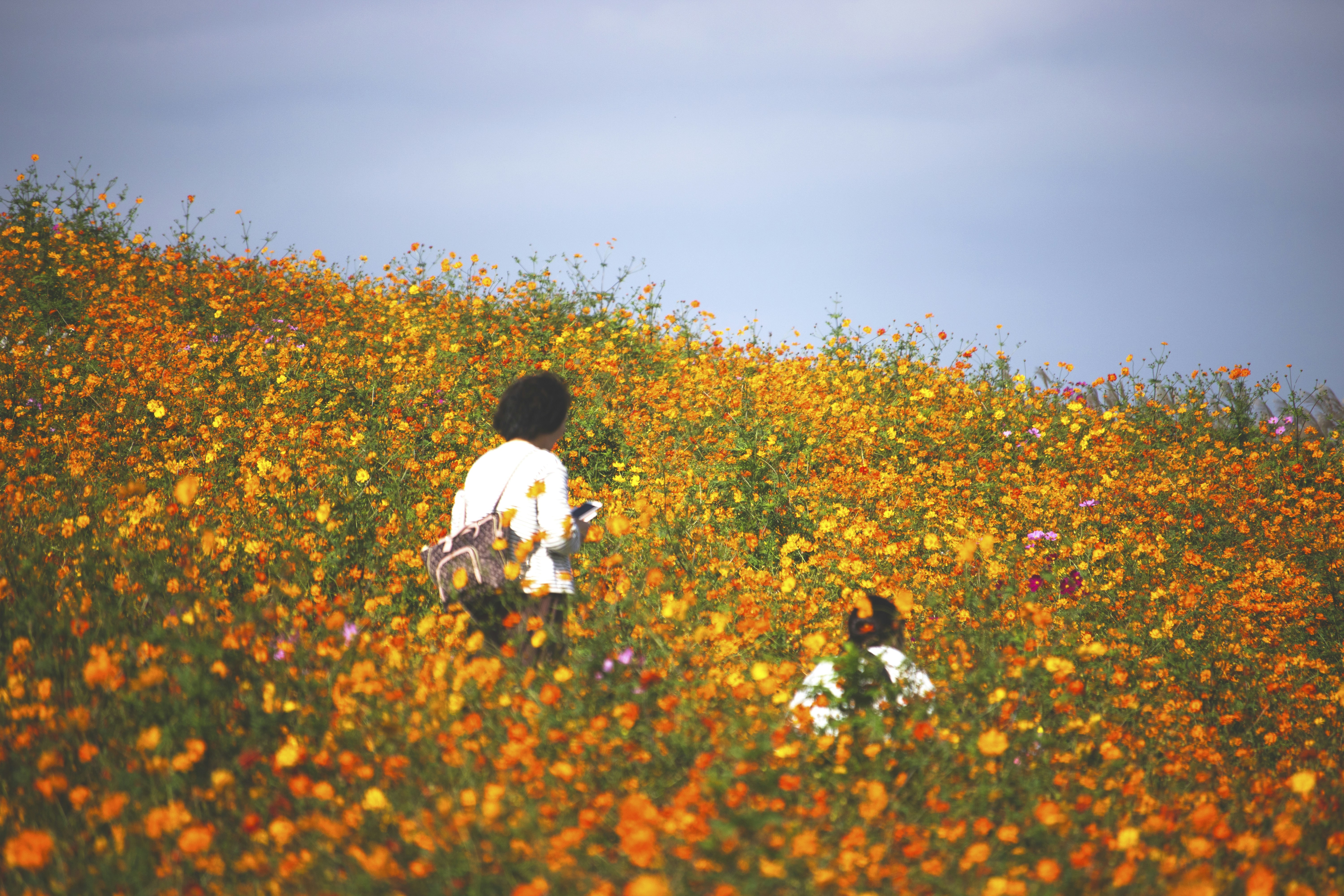 Fields of Orange Quiet: Two Figures Amid a Sea of Bloom