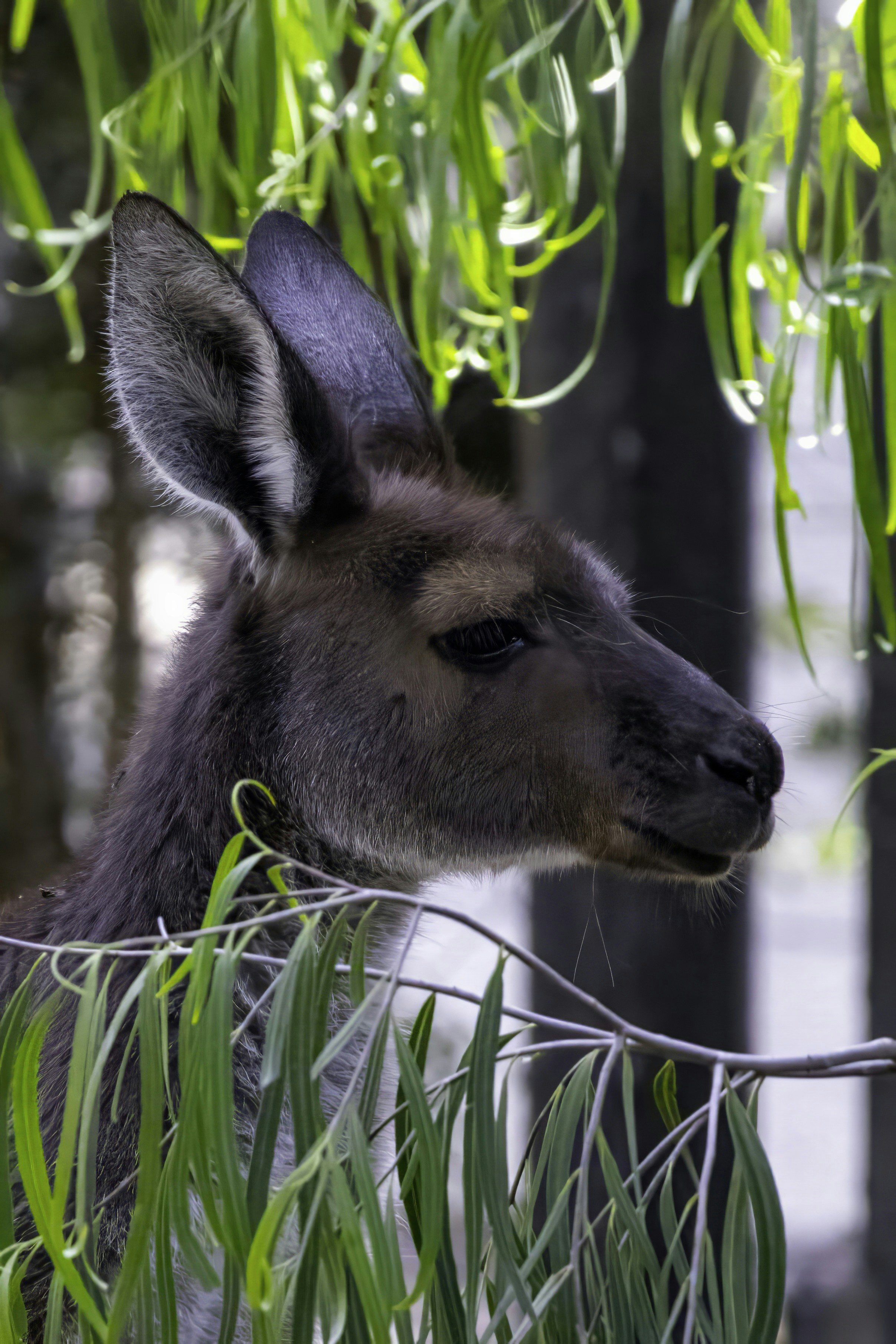 A small kangaroo standing next to a tree filled with green leaves photo ...