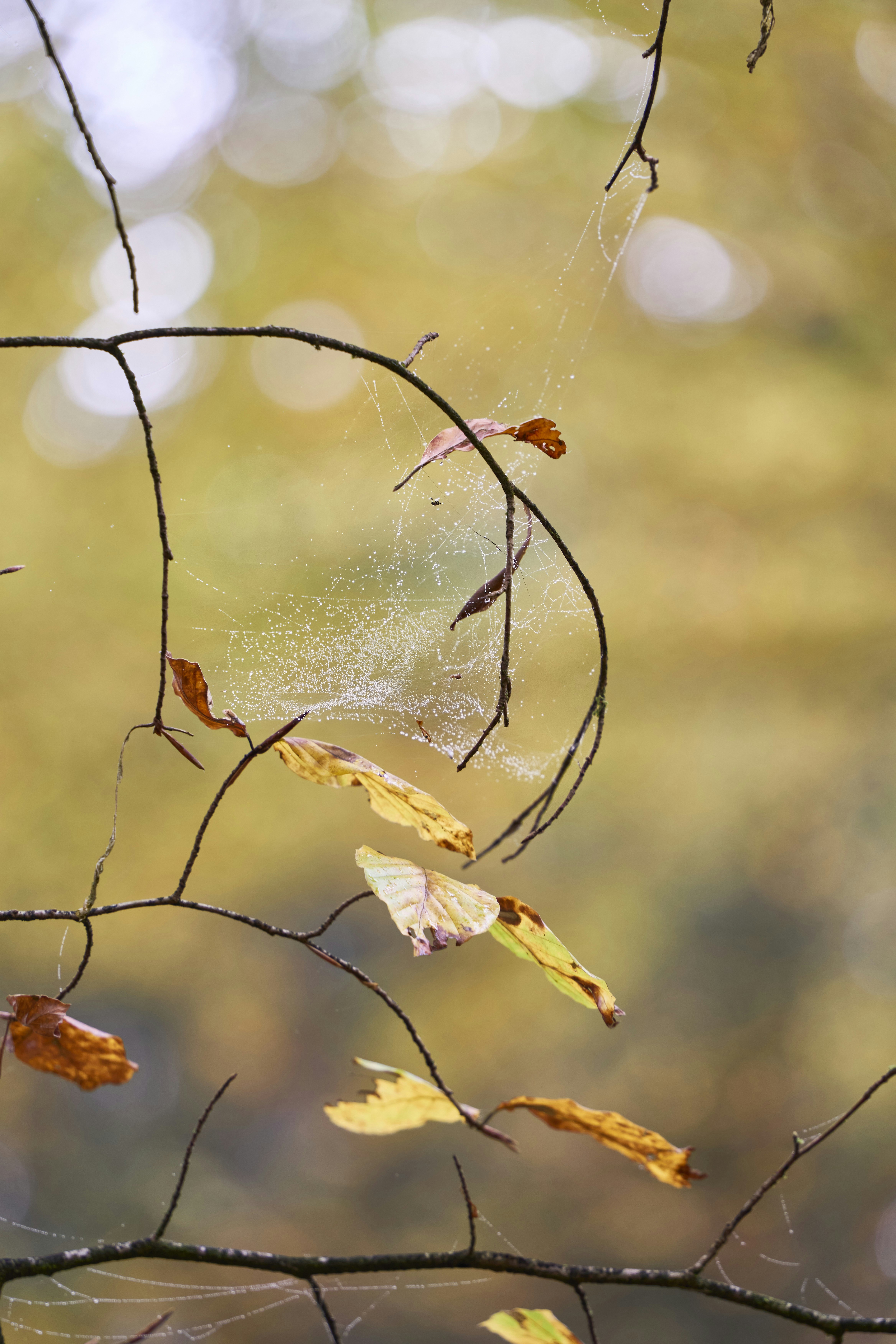A spider web hanging from a tree branch photo – Free Leaf Image on Unsplash