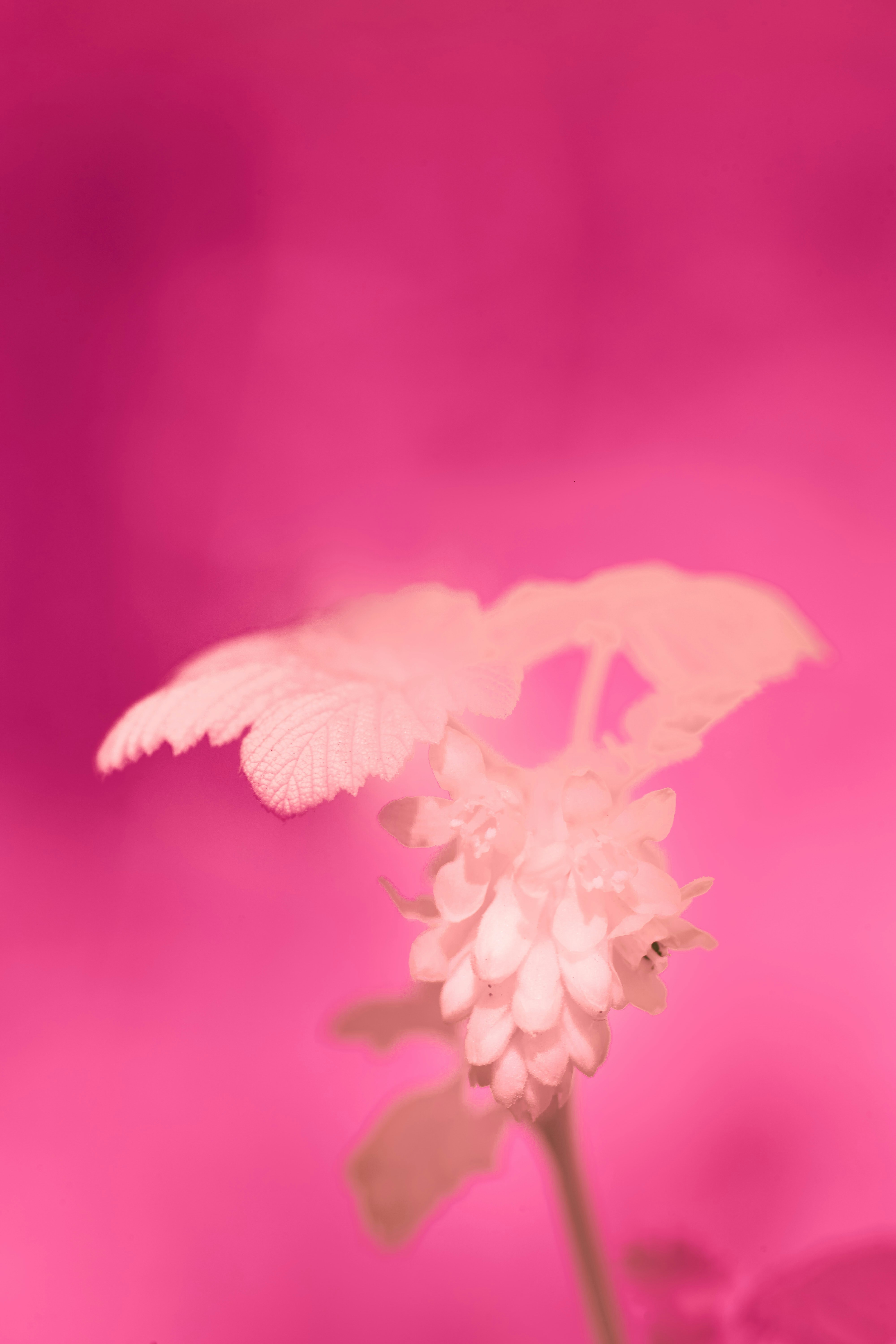 Whispered Petals: A Soft Pink Macro Study