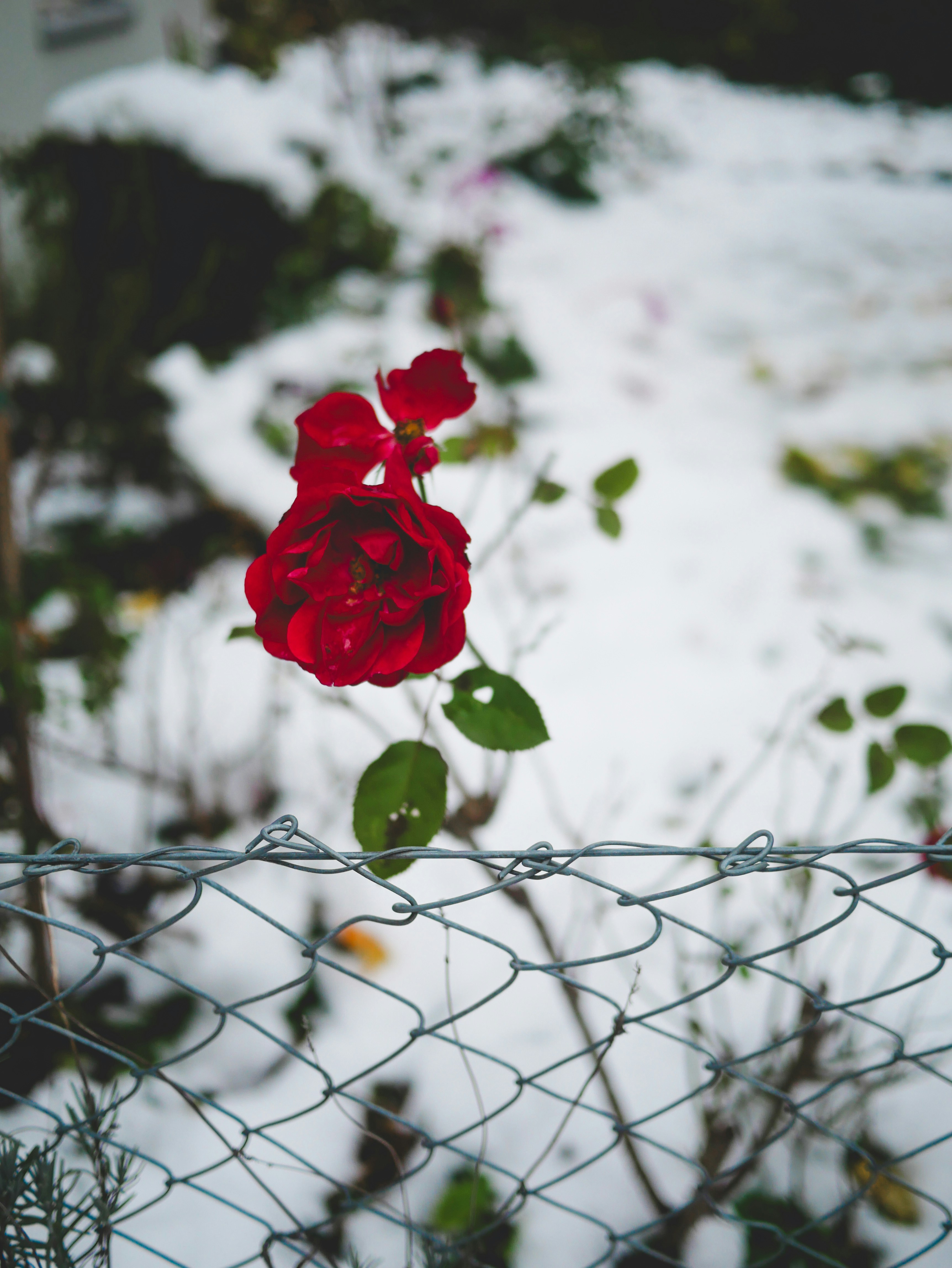 A vibrant red rose stands out against a snowy backdrop, symbolizing resilience and beauty in harsh conditions.