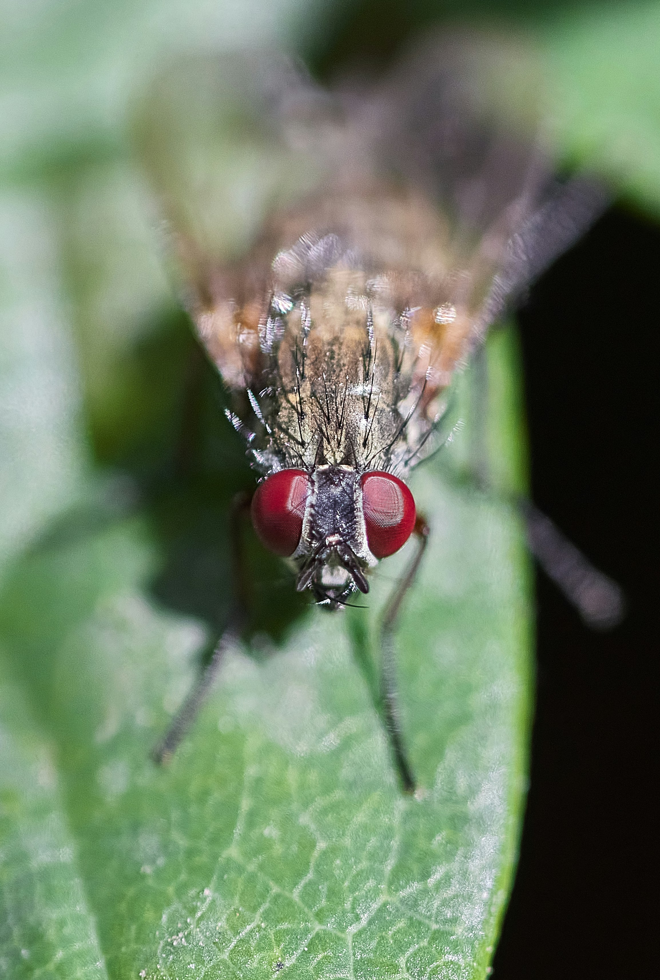 A close up of a fly on a leaf photo – Free Texture Image on Unsplash