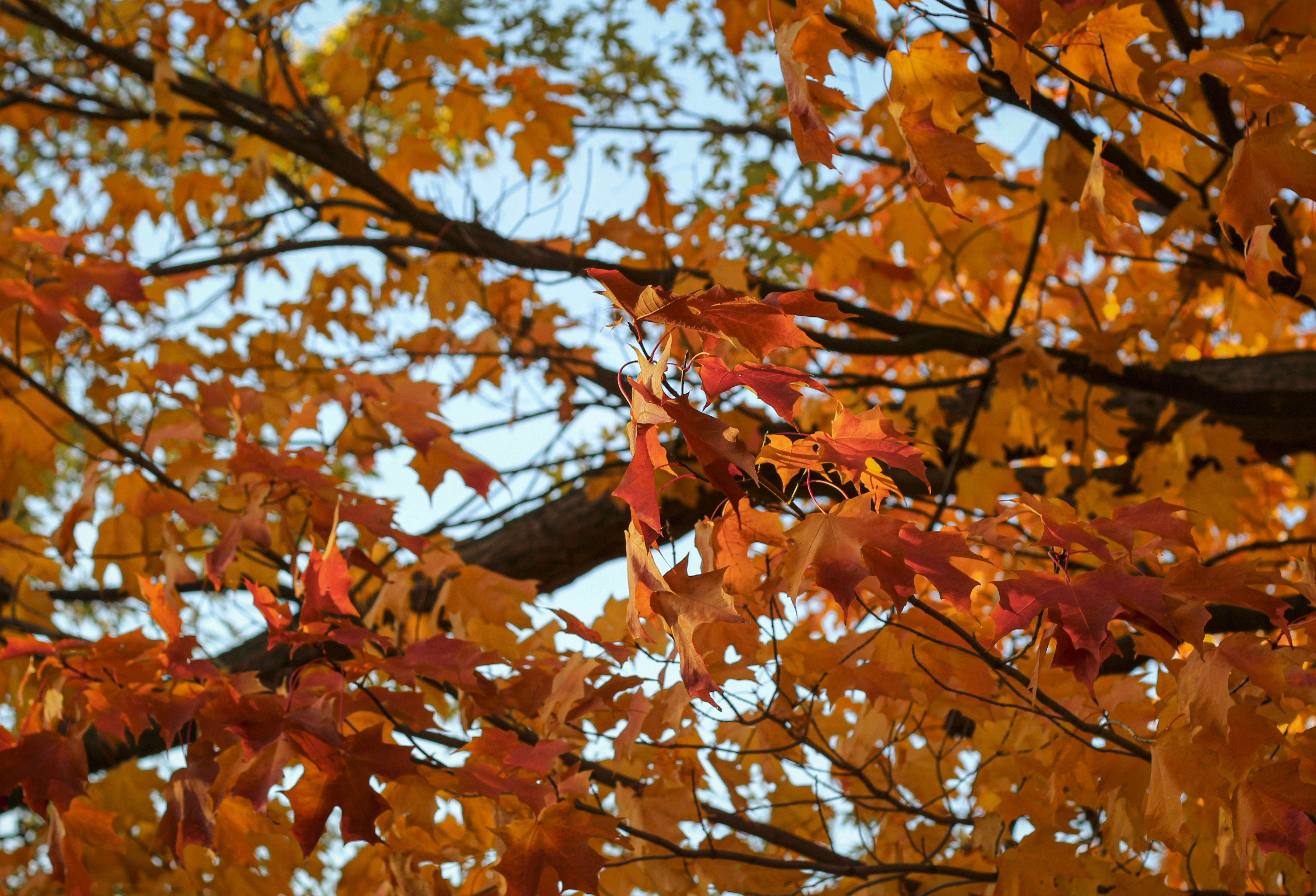 a walk in autumn buffalo ny | A bird is perched on a branch of a tree