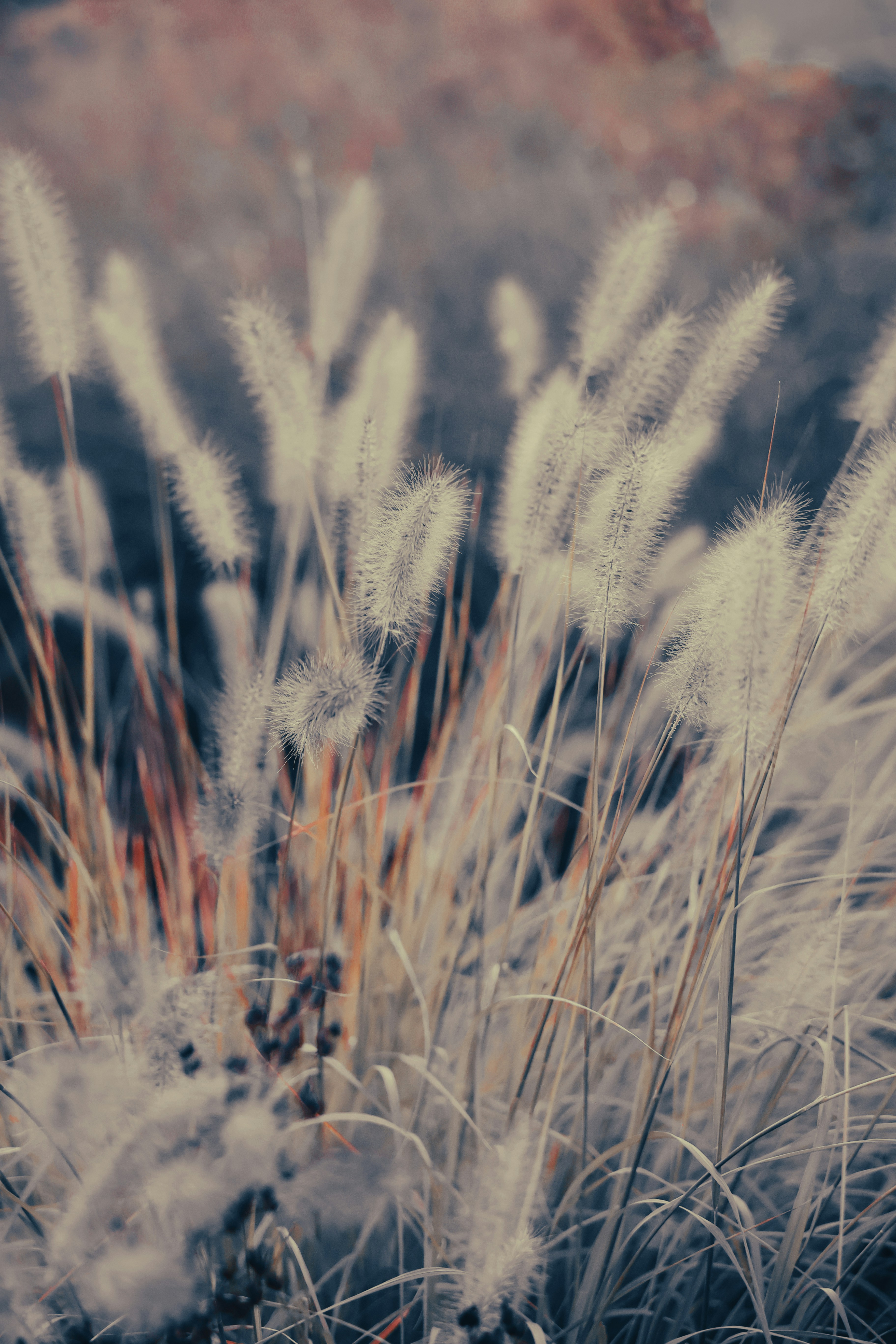Backlit Whisper: Ivory Grass Plumes in a Quiet Field